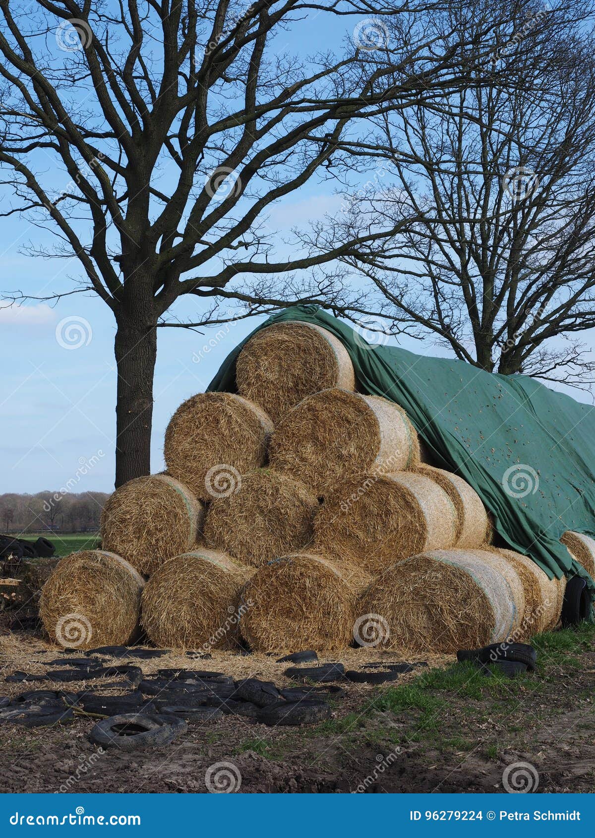Straw Clinches, Stapled in the Nature, Outside Stock Photo - Image of ...