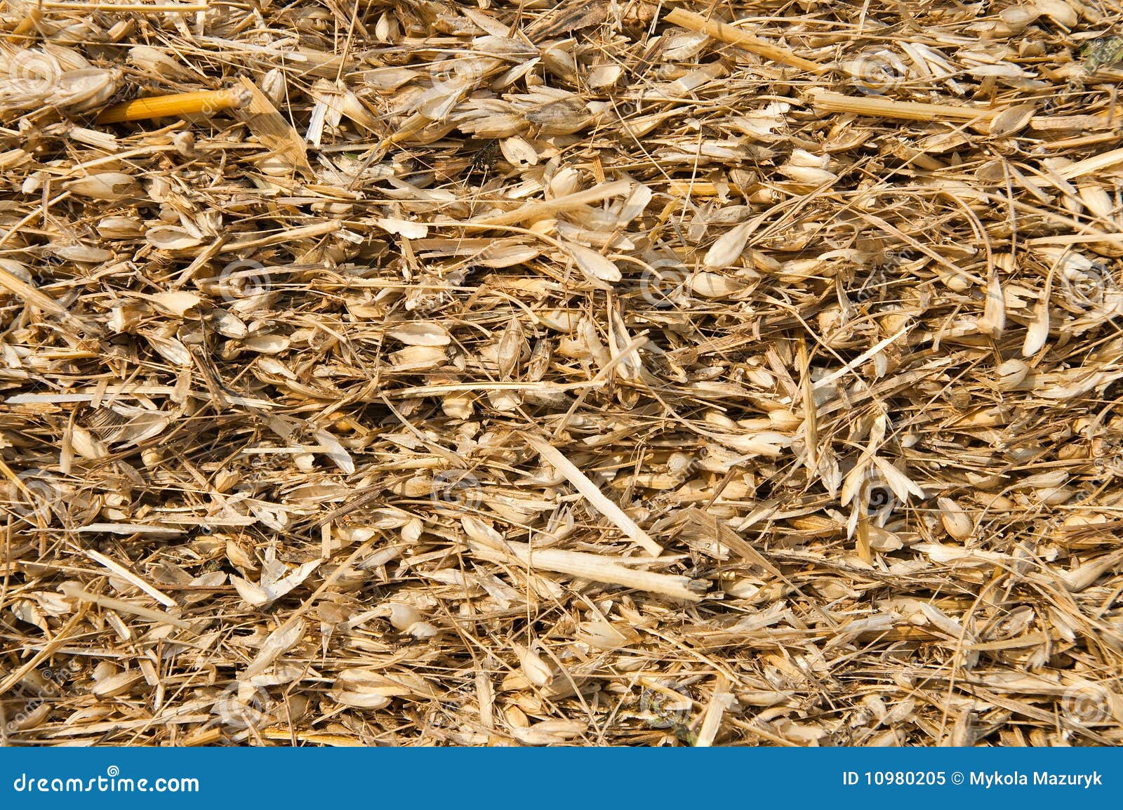 Straw closeup stock image. Image of grass, dried, haystack - 10980205