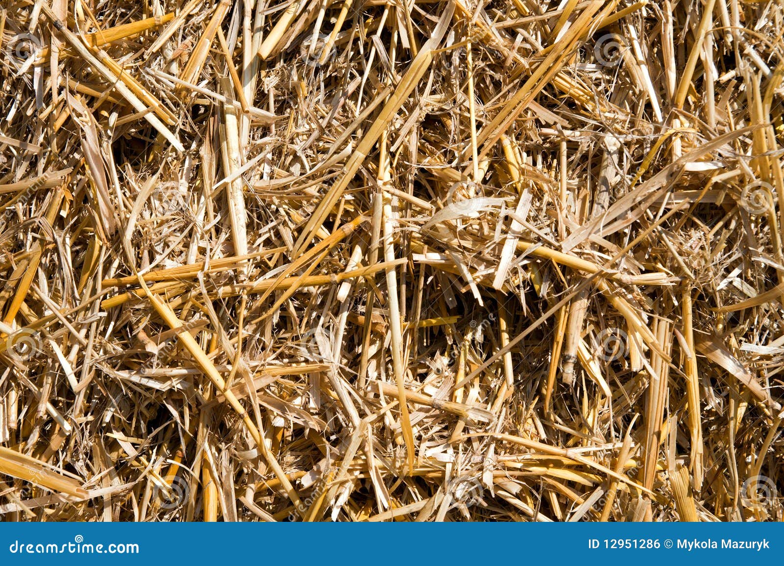 Straw closeup stock photo. Image of farm, nature, close - 12951286