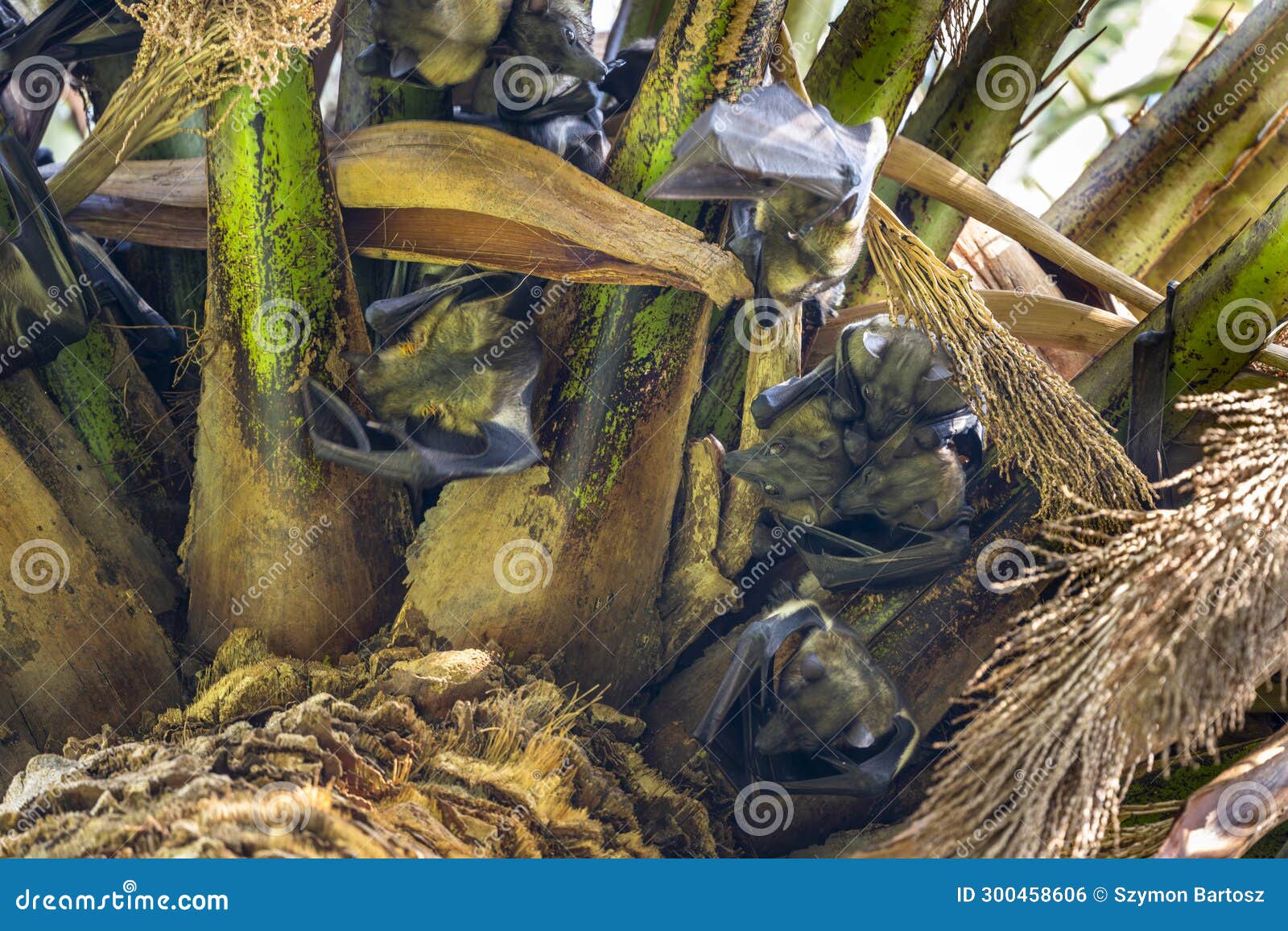 Straw-coloured Fruit Bat, Eidolon Helvum. a Huge Colony of Bats on a ...
