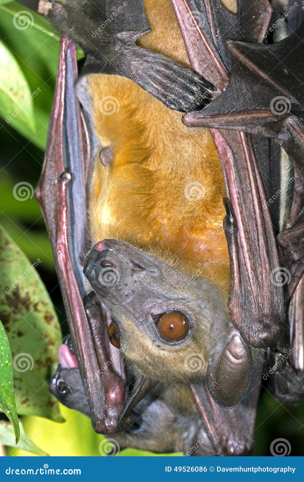 Straw Coloured Fruit Bat (Eidolon Helvum) Stock Photo - Image of helvum ...
