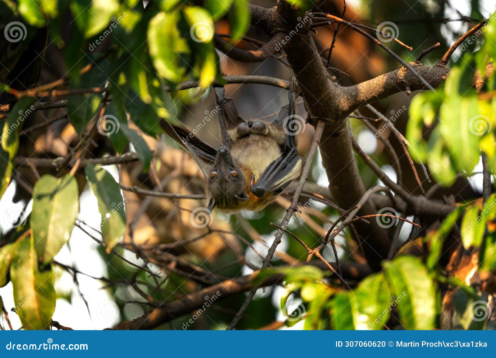 Straw Coloured Fruit Bat, Eidolon Helvum Stock Photo - Image of colony ...