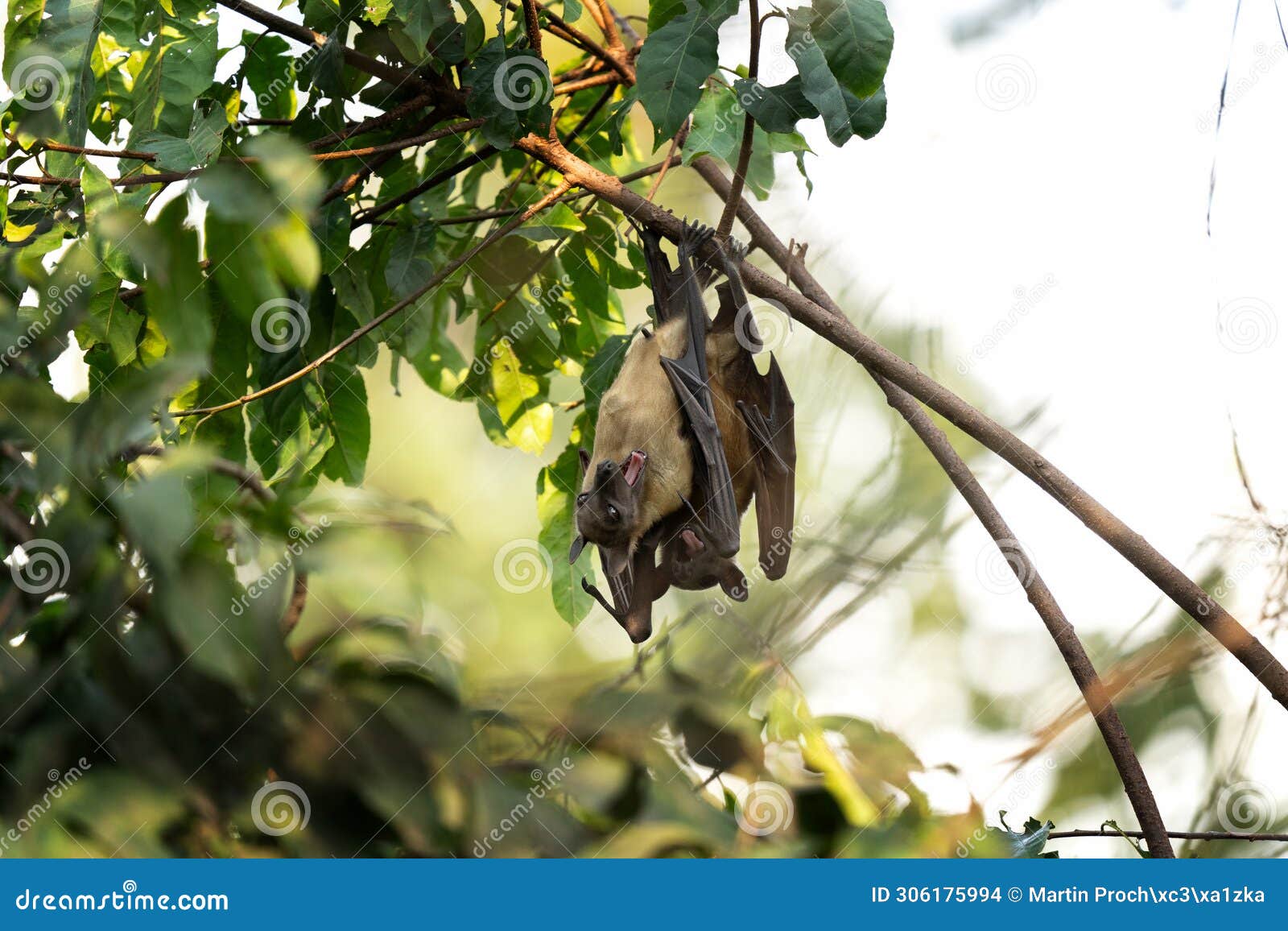 Straw Coloured Fruit Bat, Eidolon Helvum Stock Photo - Image of feed ...