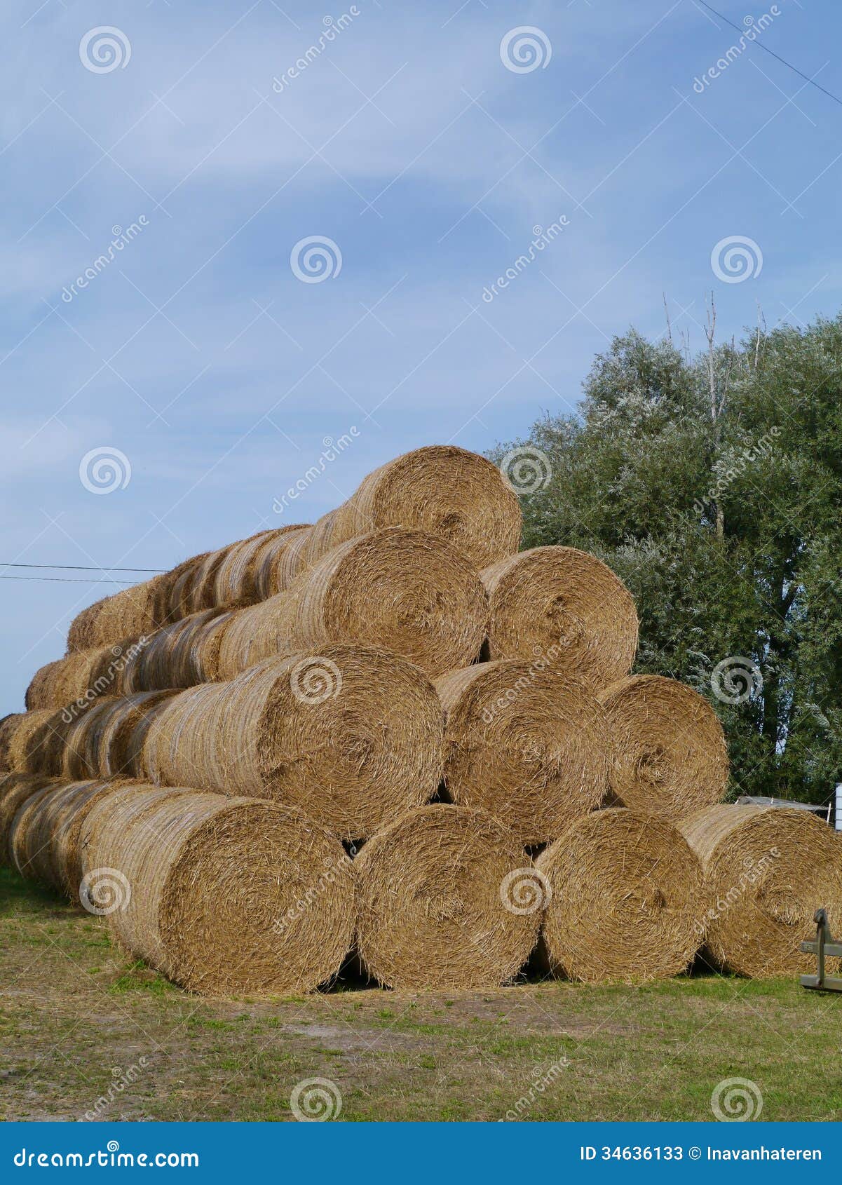 Dry Straw Stacking On Paddy Field At Thailand Countryside In Sunny Day ...