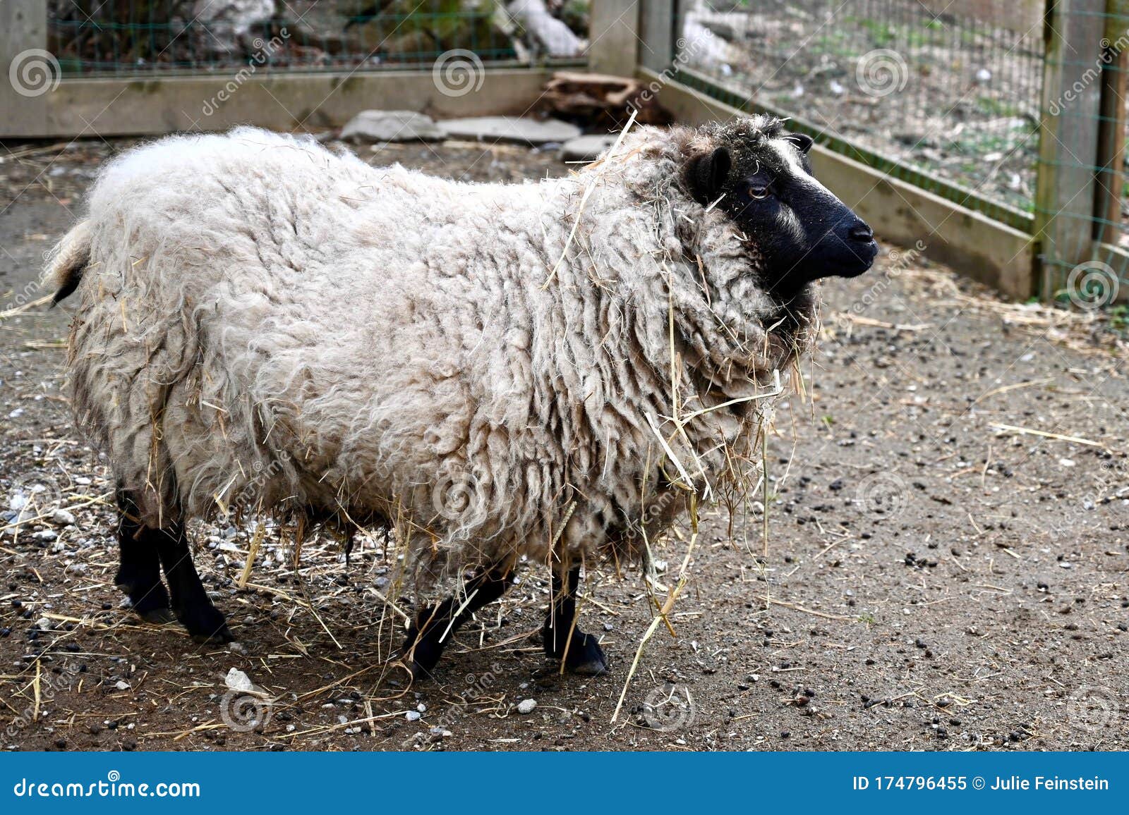 Straw Covered Sheep stock image. Image of mammal, straw - 174796455