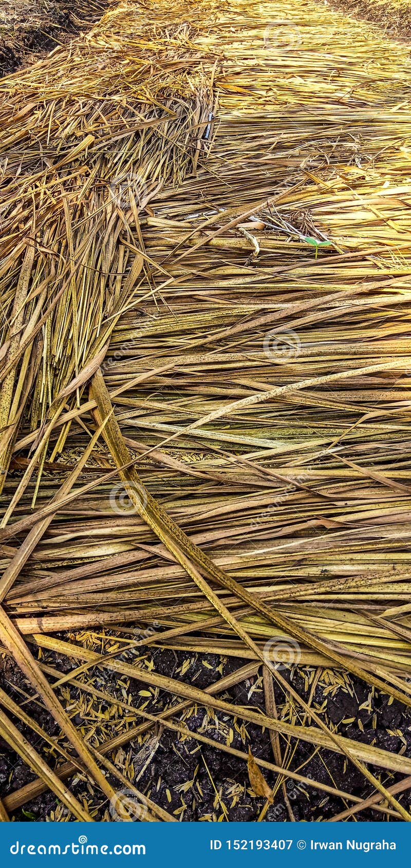 Straw that covers rice stock image. Image of gold, pattern - 152193407