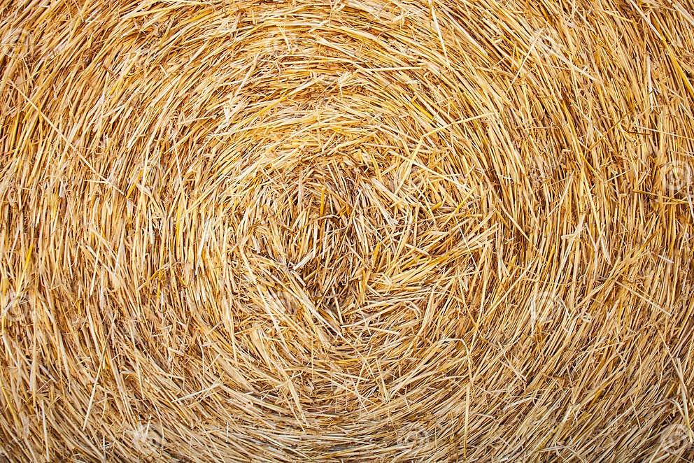 Straw crop stock image. Image of farm, farming, crop - 26006305