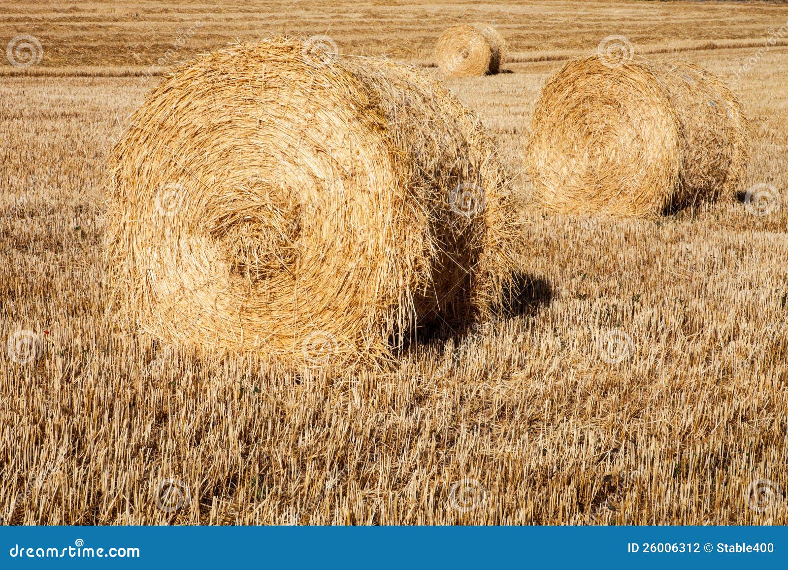 Straw crop stock photo. Image of summer, grass, crop - 26006312