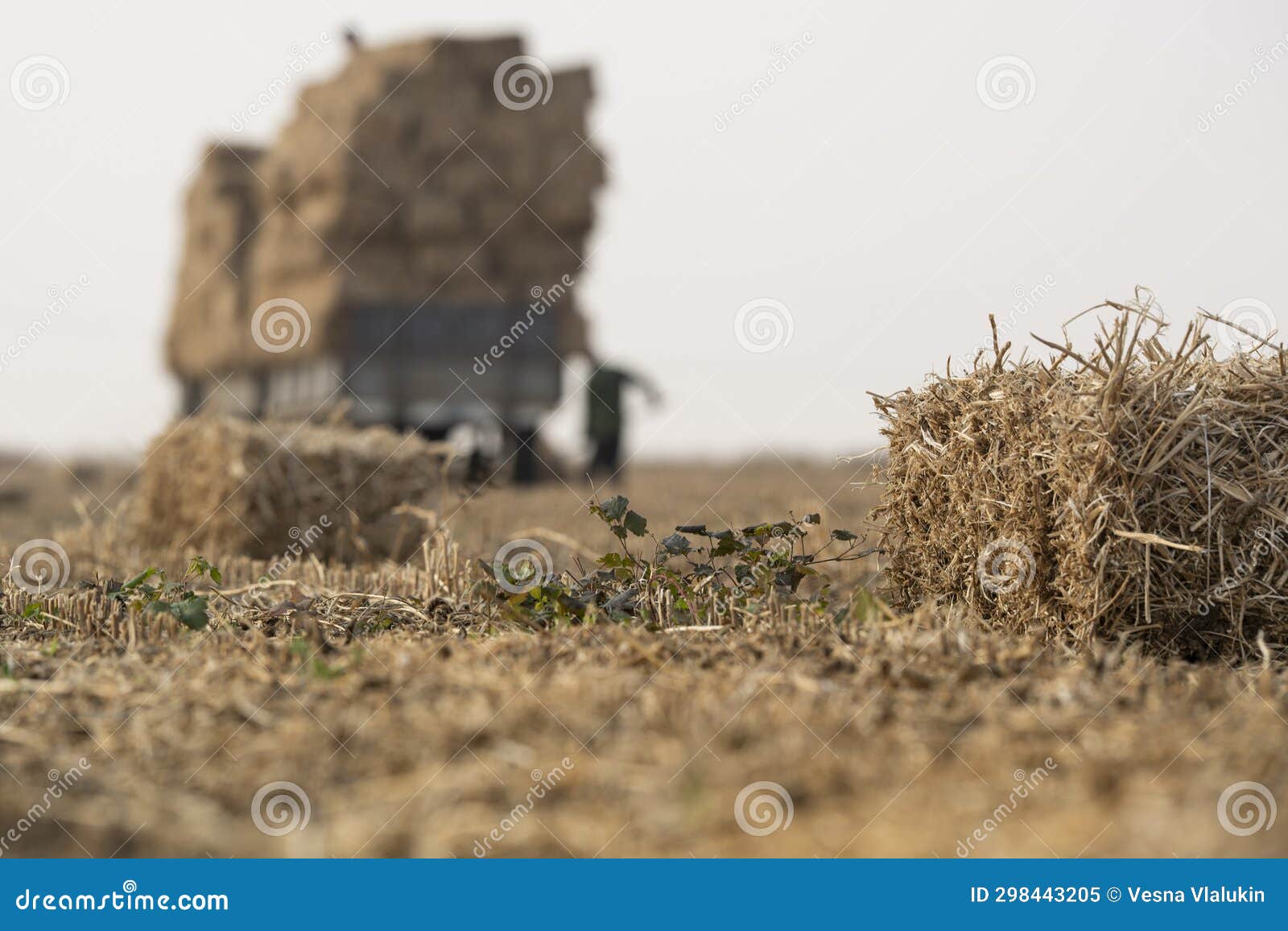 Straw Cubes after Wheat Threshing Stock Image - Image of handsome ...