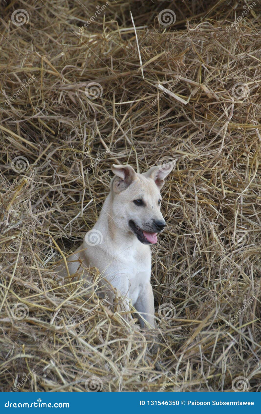 Straw for dog puppy stock photo. Image of friend, wallpaper - 131546350