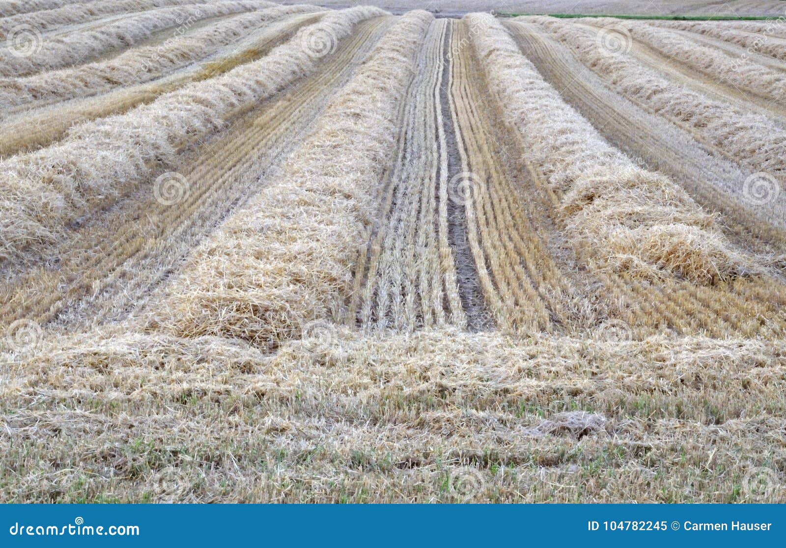 Rows of Straw at Harvested Field Stock Image - Image of landscape ...