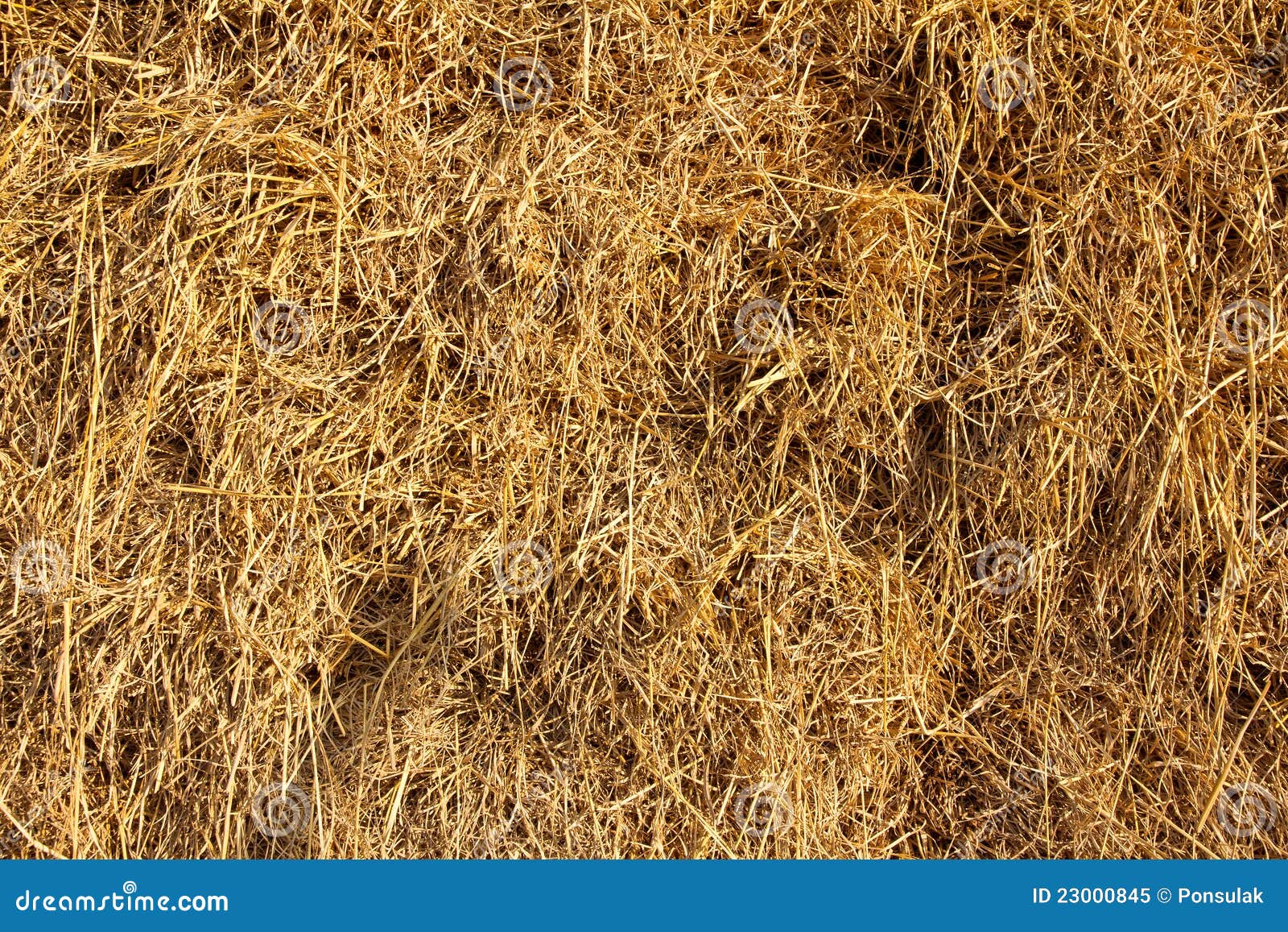 Straw in Farm stock image. Image of farmer, brown, mammal - 23000845