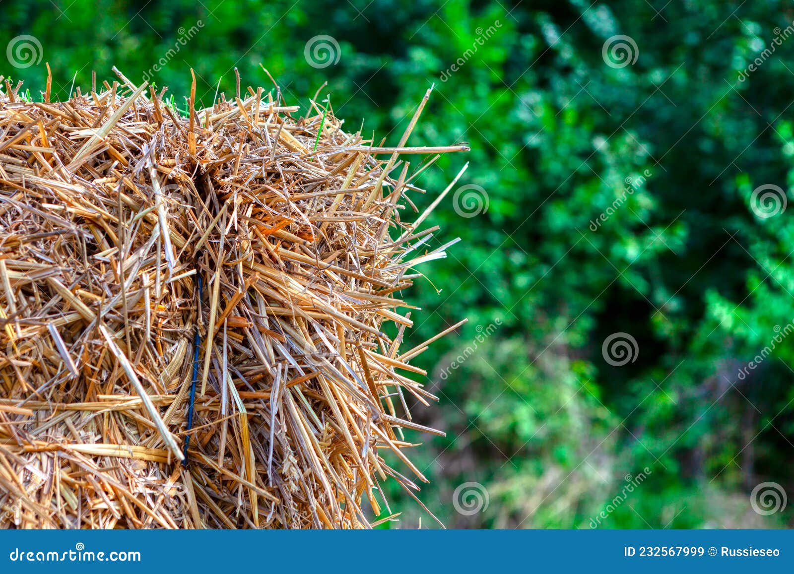 Straw for feeding stock image. Image of natural, fodder - 232567999