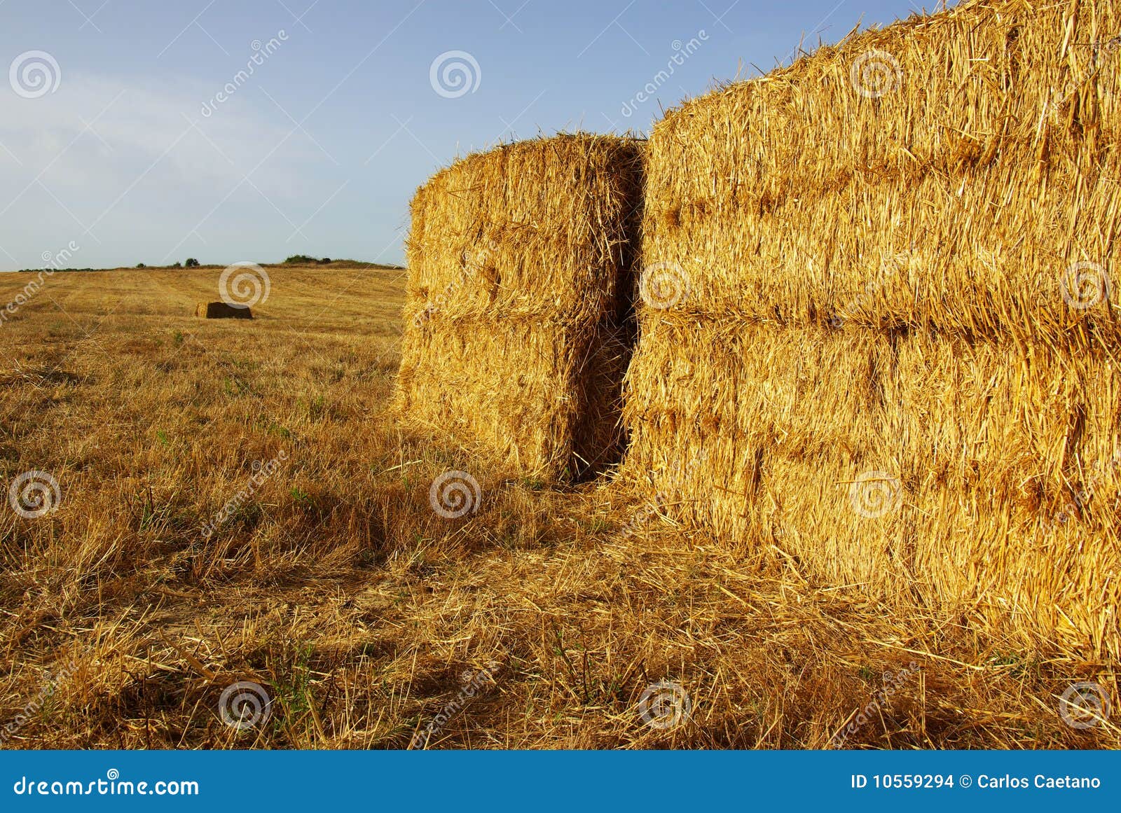 Straw Field stock photo. Image of field, pile, gold, harvest - 10559294