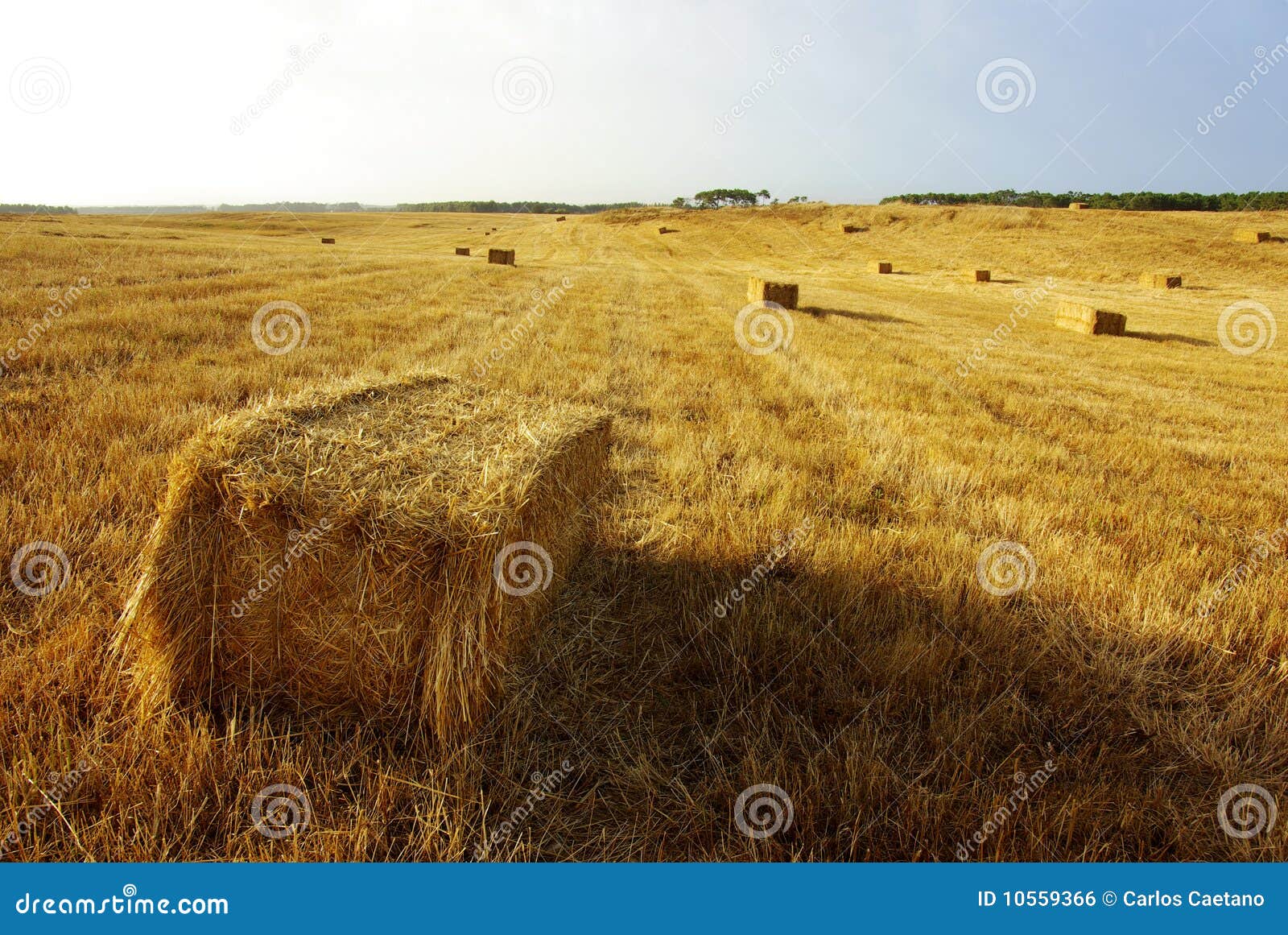 Straw Field stock photo. Image of gold, nature, bale - 10559366