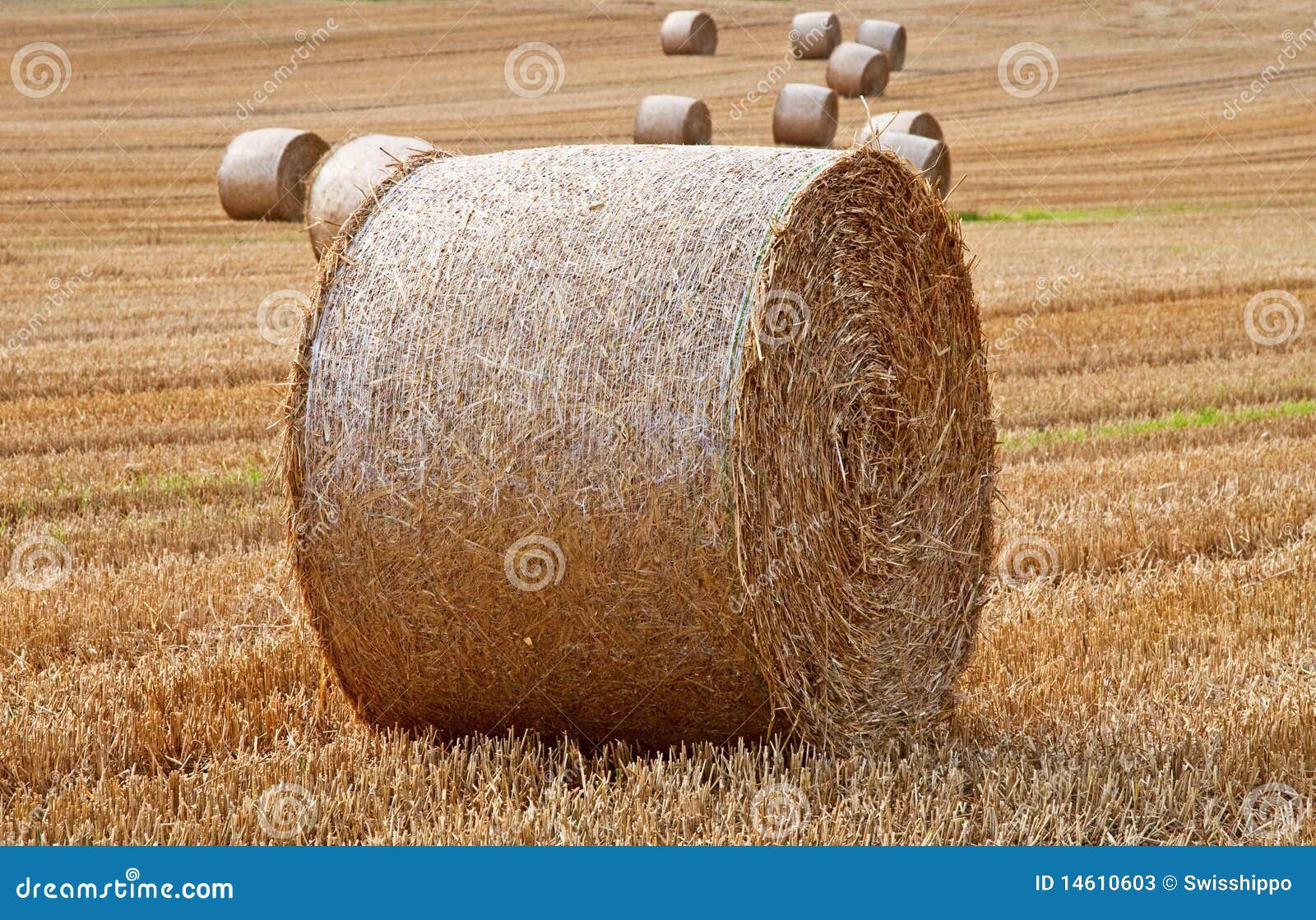 Straw on the field stock image. Image of field, agriculture - 14610603