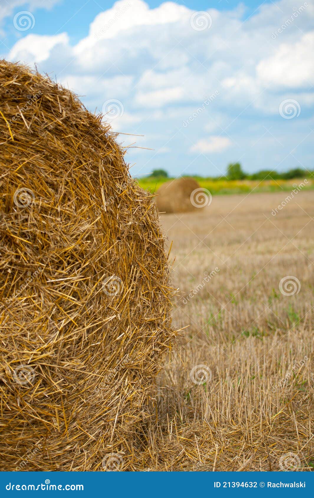 Straw on the field stock photo. Image of straw, grain - 21394632