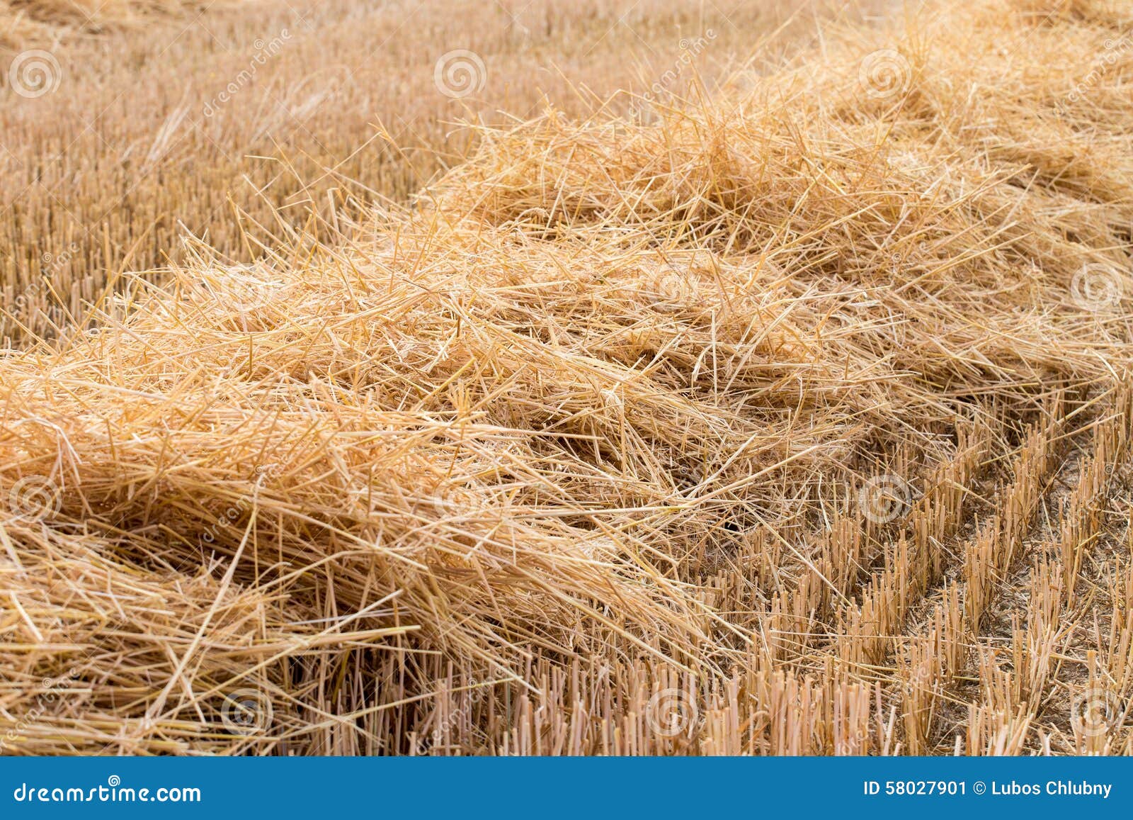 Straw - Field after Harvest Stock Image - Image of nature, grow: 58027901