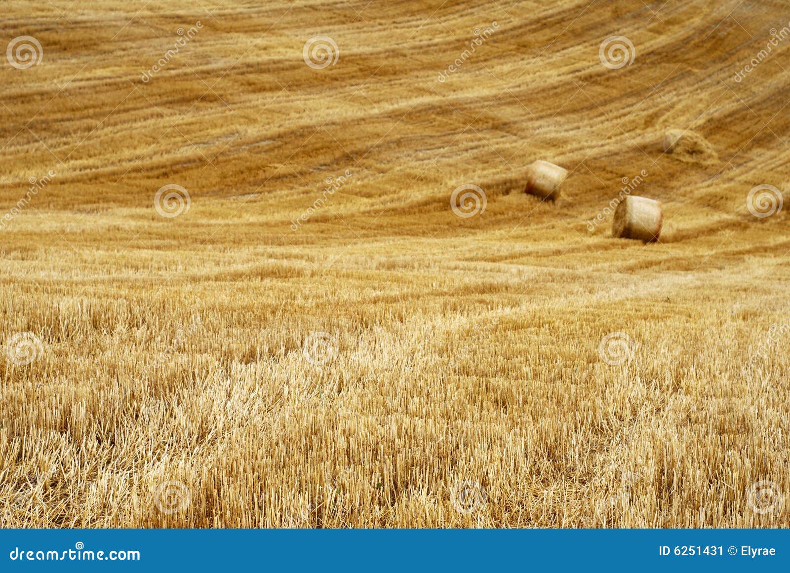 Straw field lines stock image. Image of group, stems, agriculture - 6251431