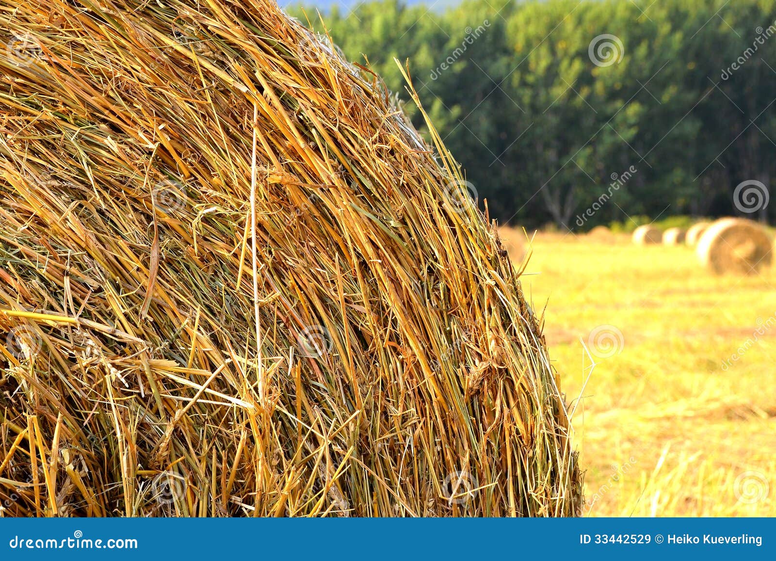 Straw on a field stock image. Image of germany, straw - 33442529