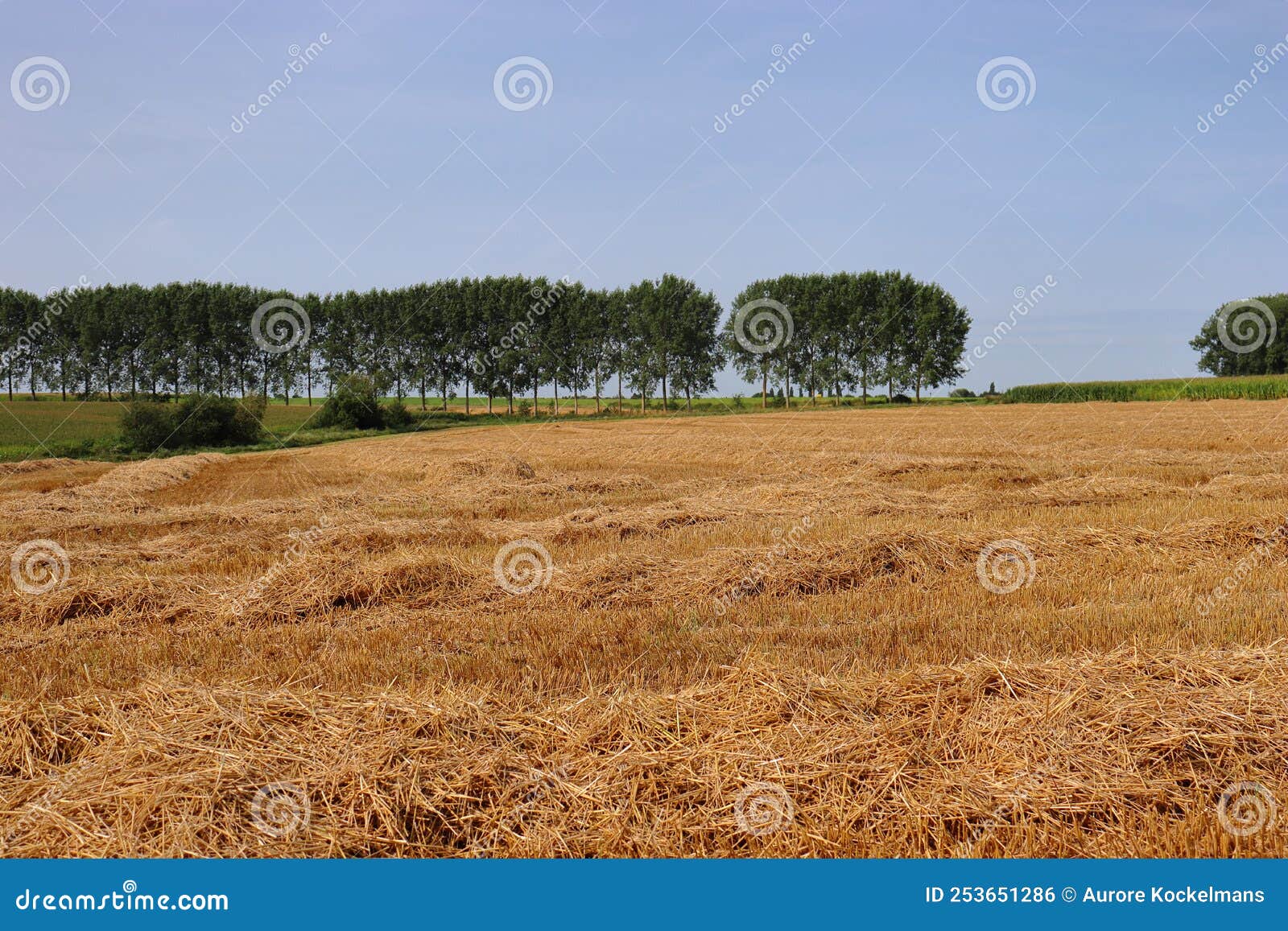 Straw Fields in the Countryside Stock Photo - Image of tree, trees ...