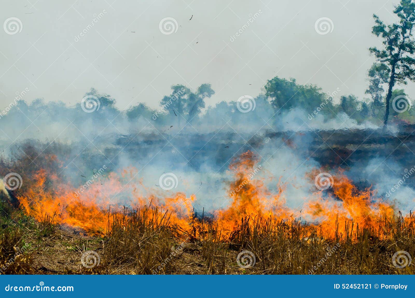Straw fire stock image. Image of rice, burn, farming - 52452121