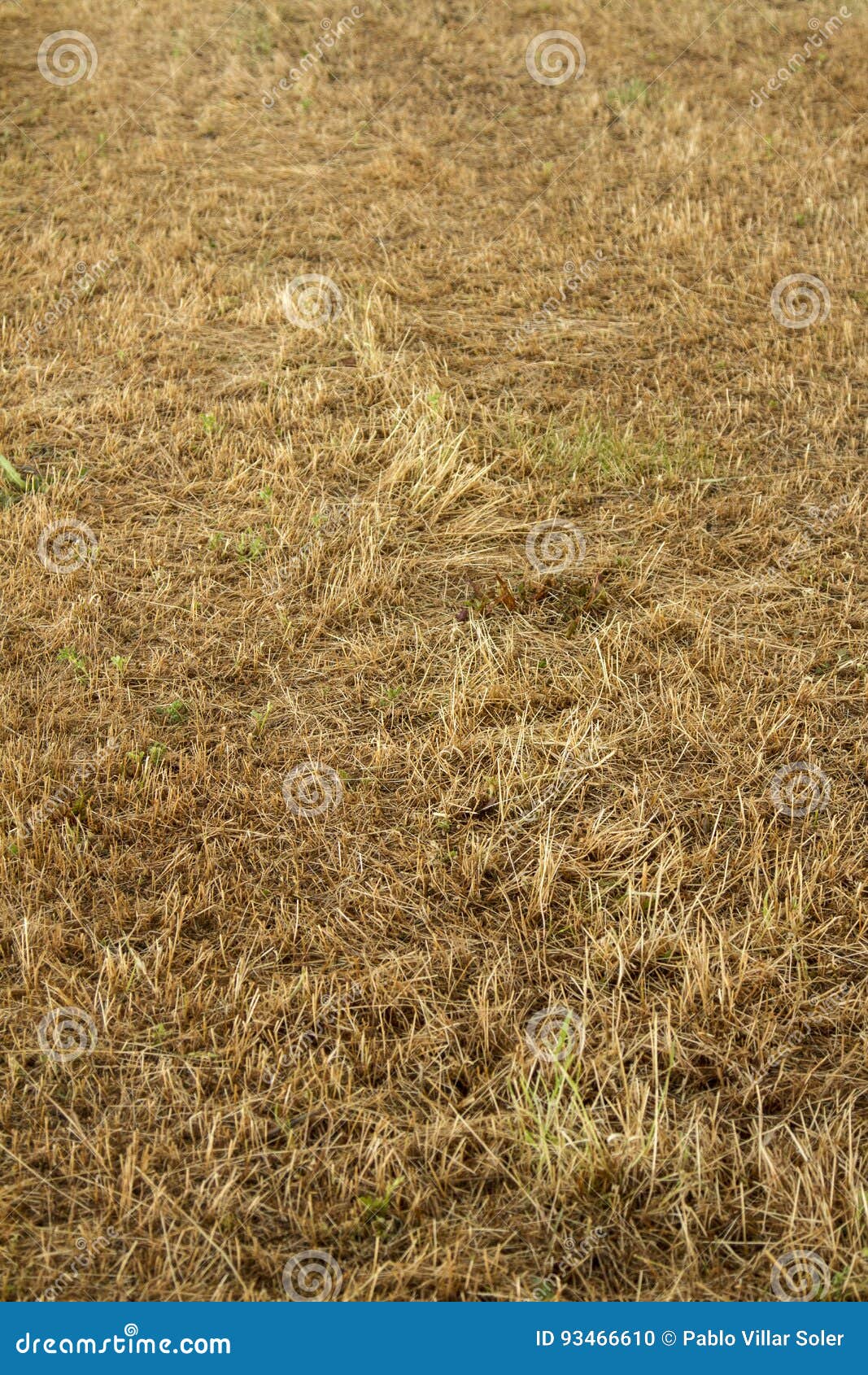 Straw floor stock photo. Image of haystack, landscape - 93466610
