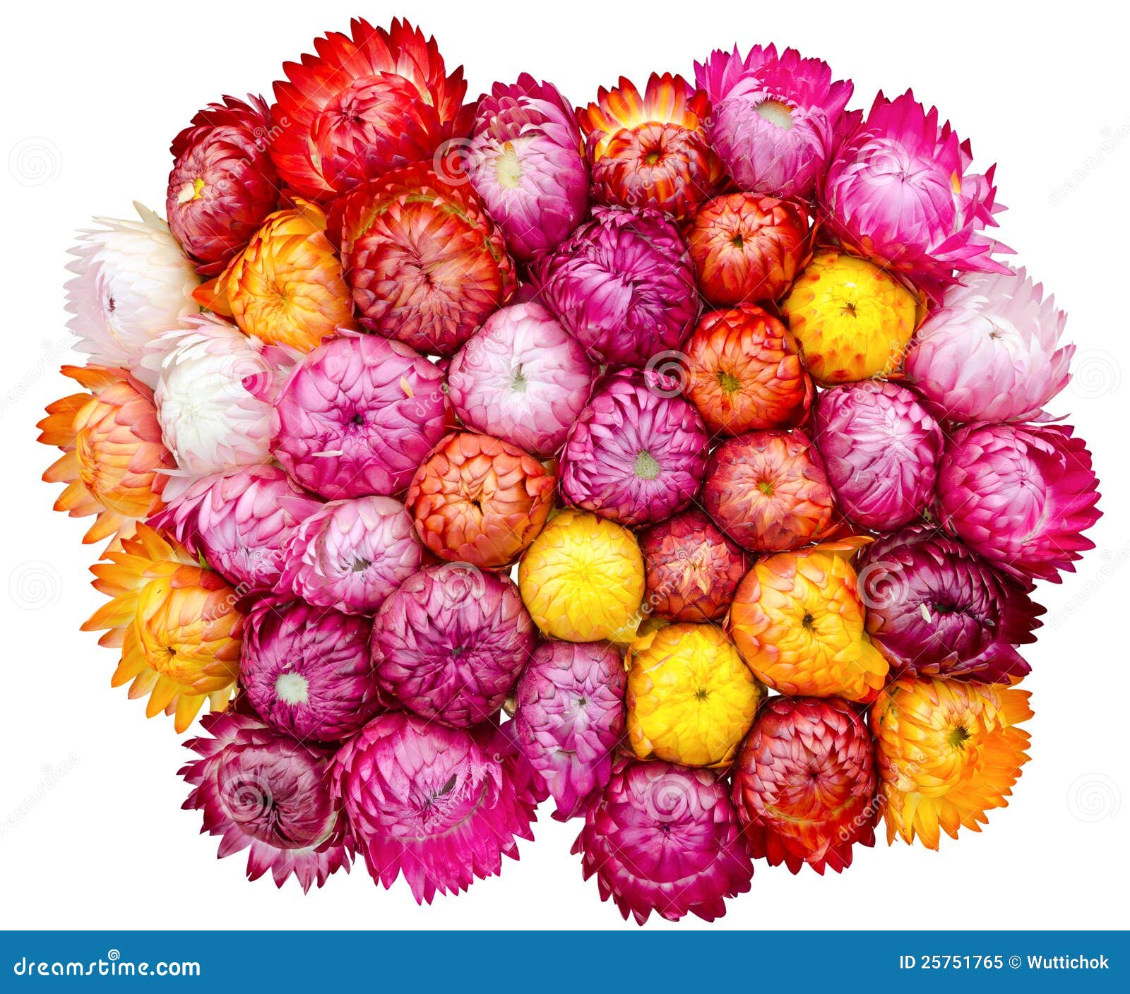 Straw Flower or Everlasting Stock Image - Image of orange, decor: 25751765