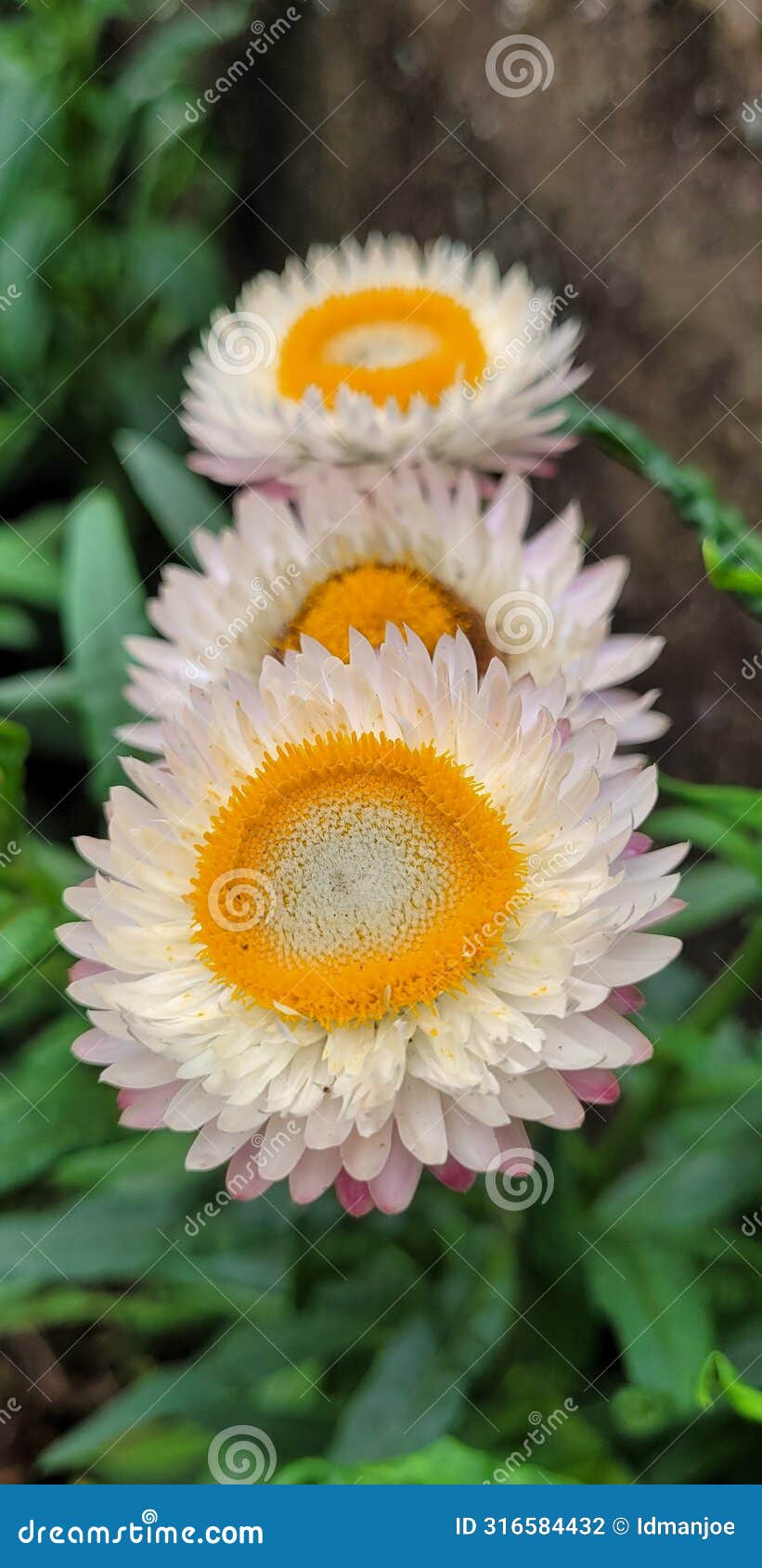 Straw Flower or Everlasting Daisy Stock Photo - Image of garden, nature ...