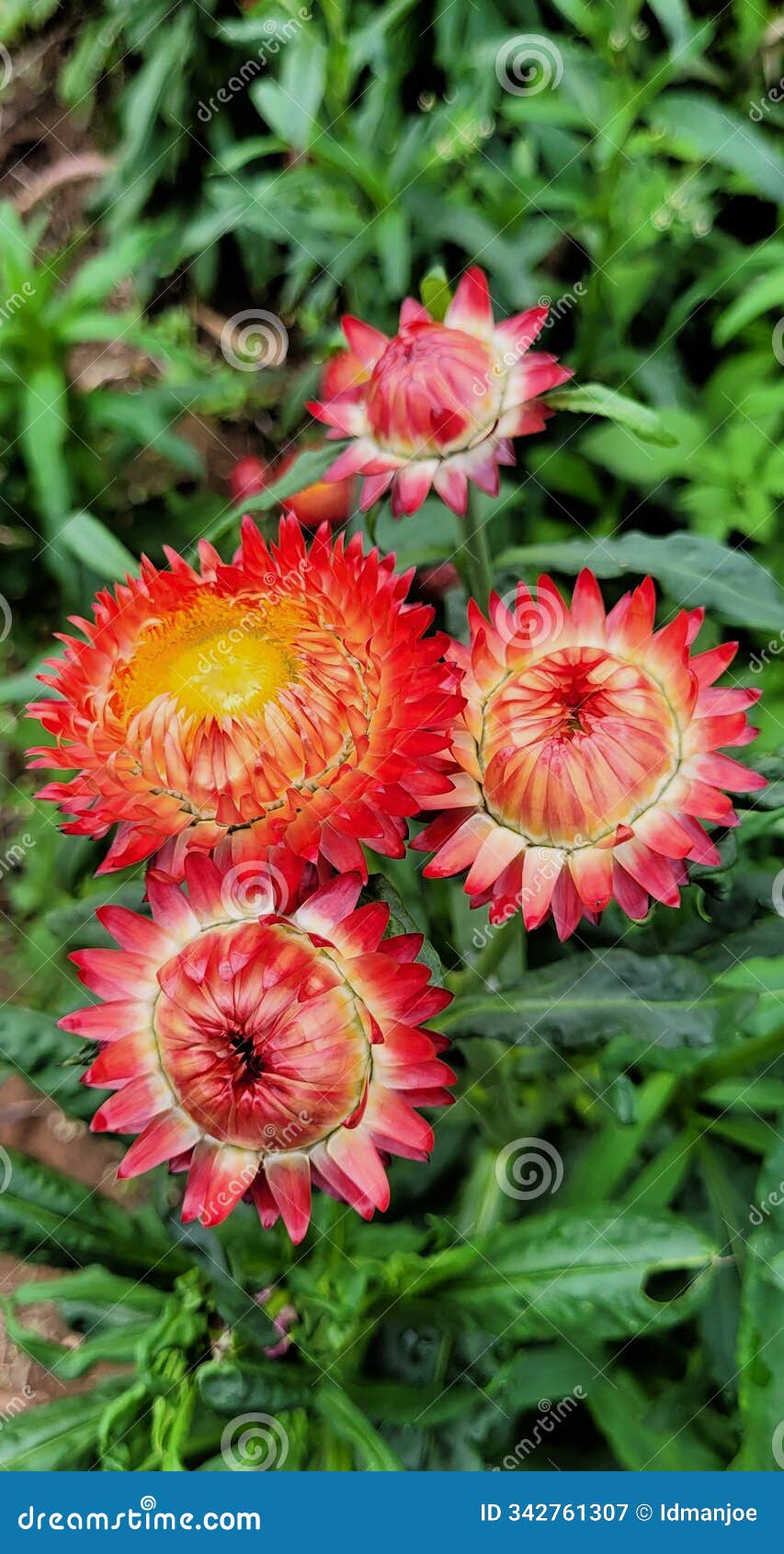 Straw Flower or Everlasting Daisy Stock Image - Image of nature, beauty ...