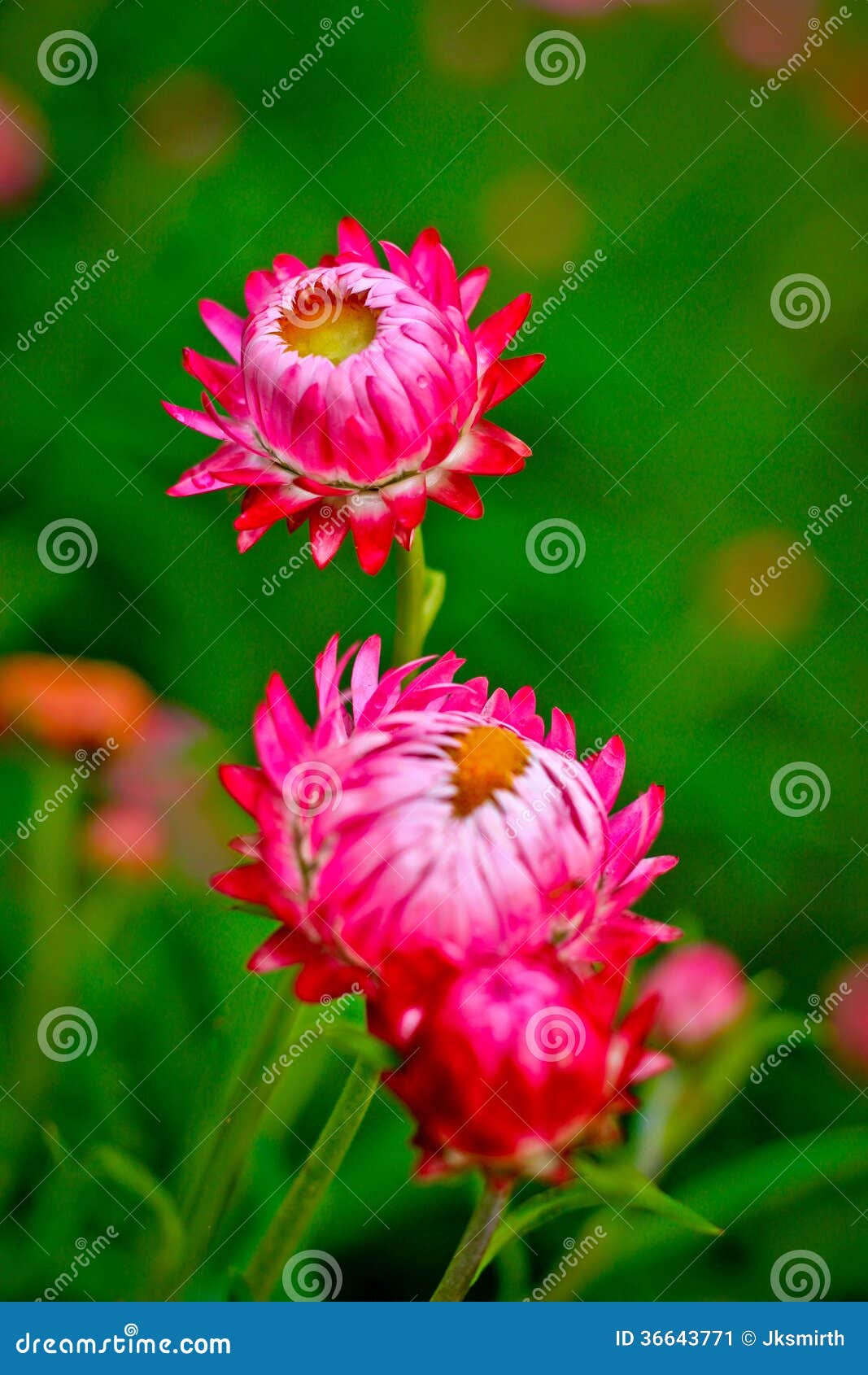 Straw flowers stock image. Image of pink, perennial, ornamental - 36643771