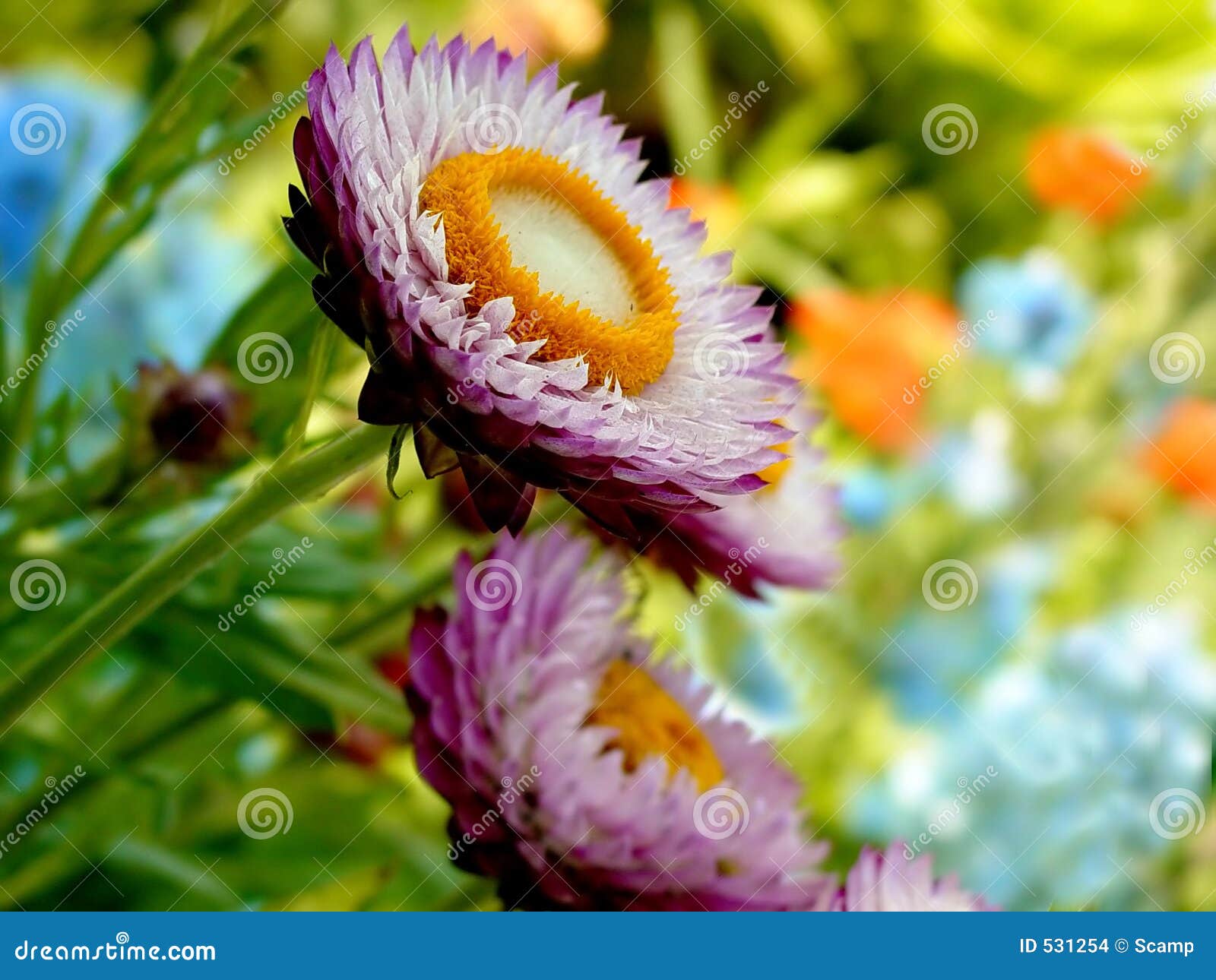 Straw Flowers in Full Bloom Stock Photo - Image of fresh, gardens: 531254
