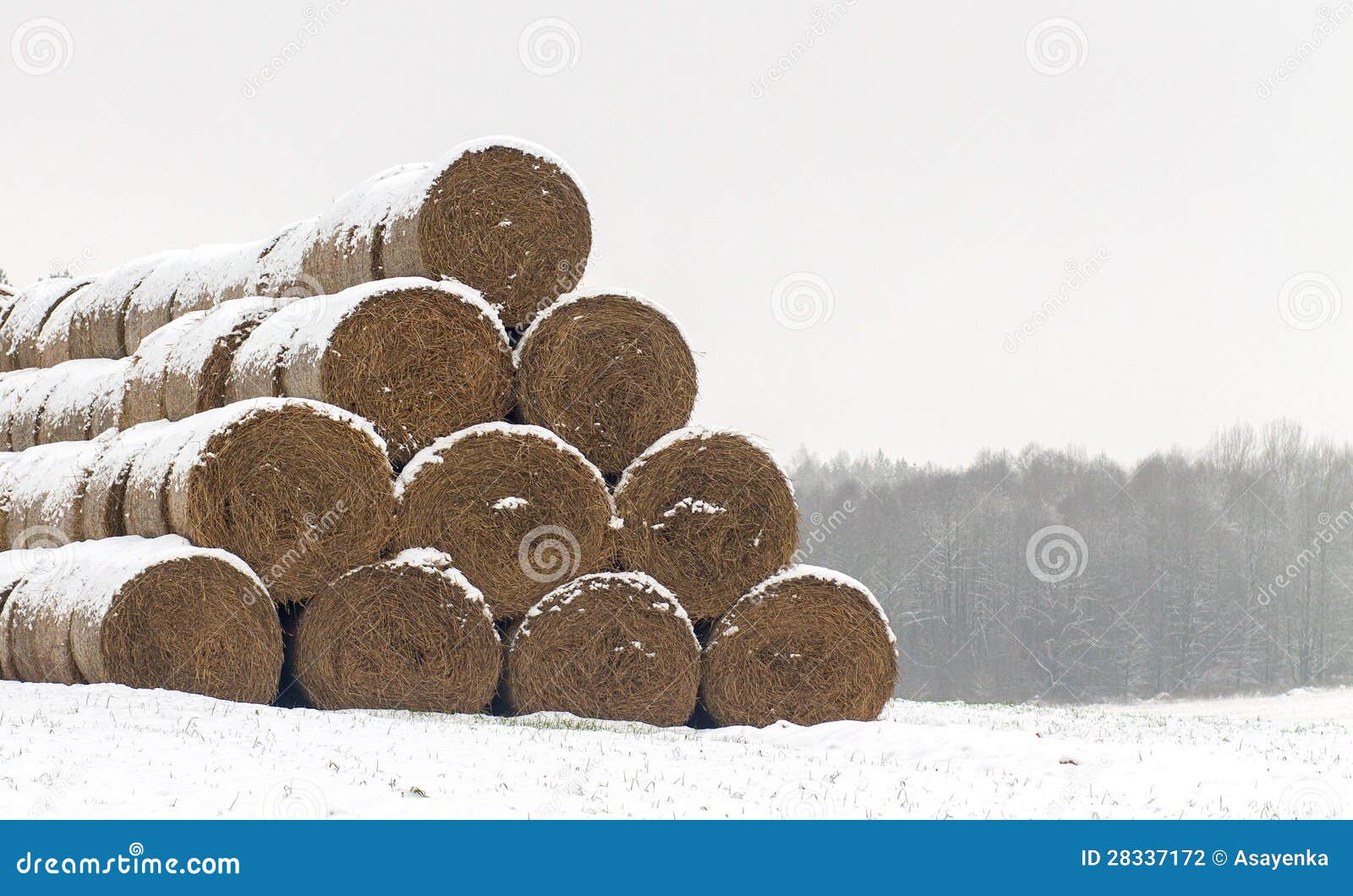 Straw Fodder Bales in Winter Stock Photo - Image of domestic, rural ...