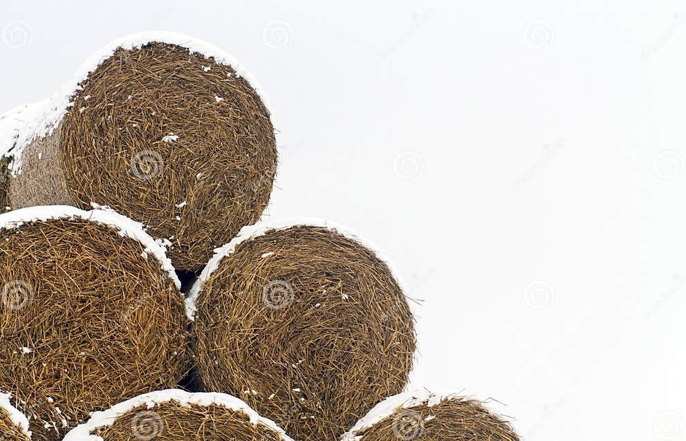 Straw Fodder Bales in Winter Stock Image - Image of heap, nature: 28337181
