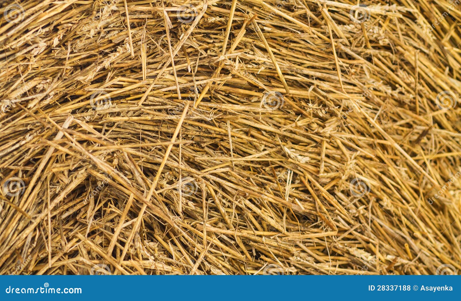 Straw Fodder Bales in Winter Stock Photo - Image of rural, horse: 28337188