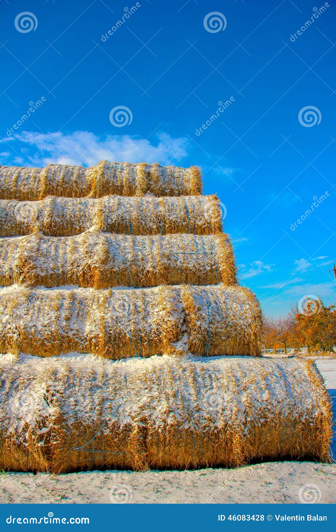 Straw Fodder Bales in Winter Stock Photo - Image of round, cold: 46083428