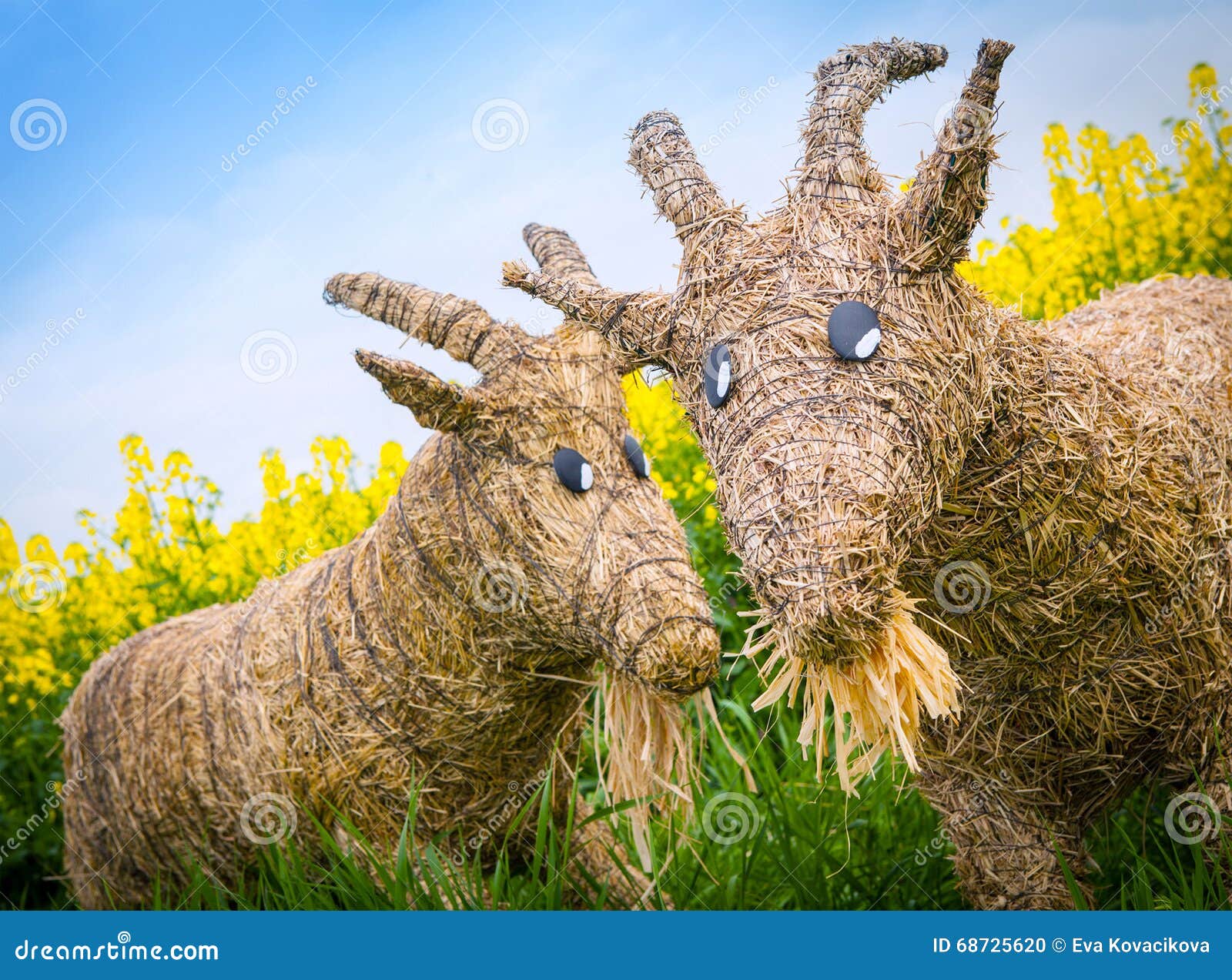 Straw goats stock photo. Image of field, feed, summer - 68725620