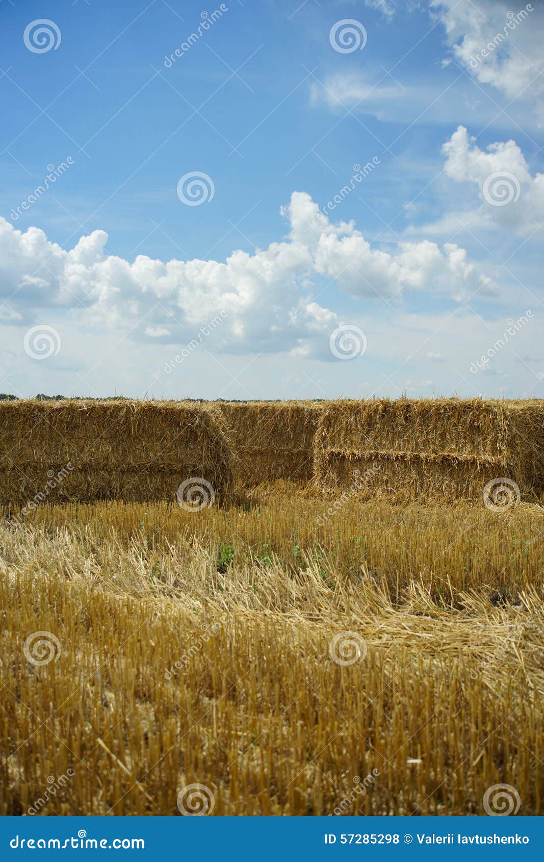 Straw grain field stock photo. Image of land, background - 57285298
