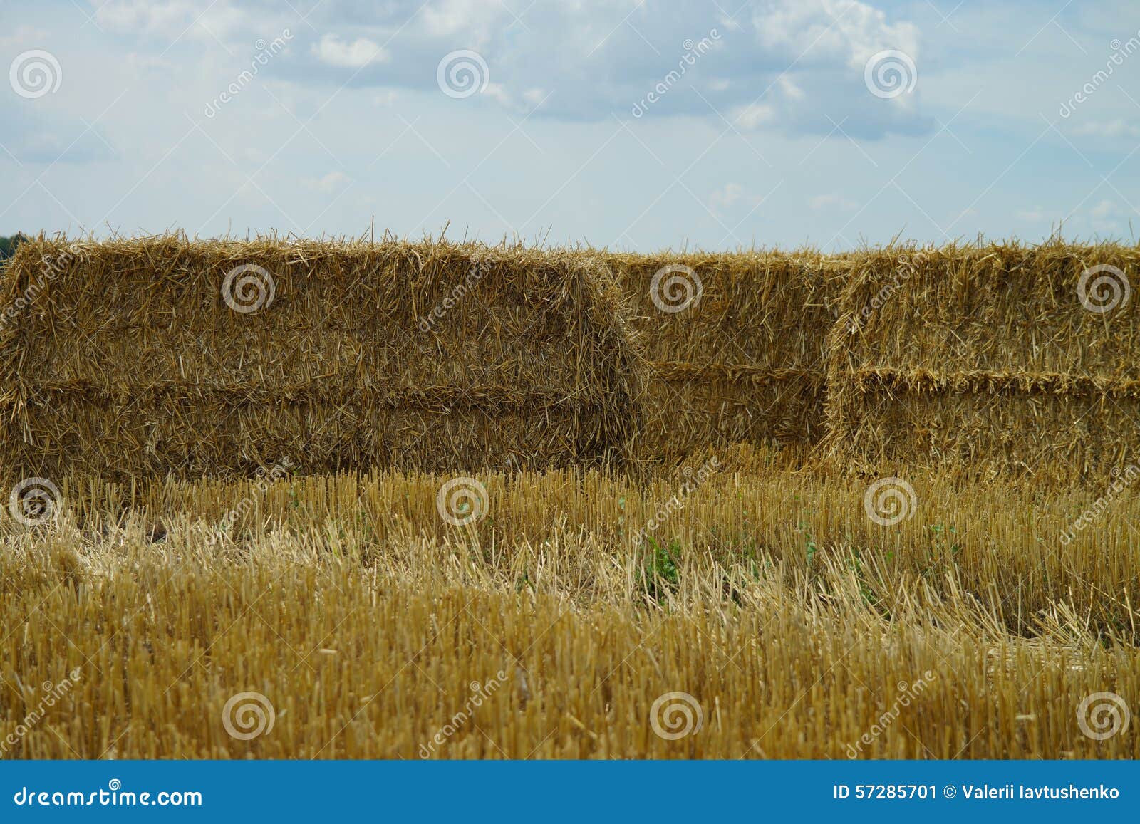 Straw grain field stock image. Image of seed, grain, rural - 57285701