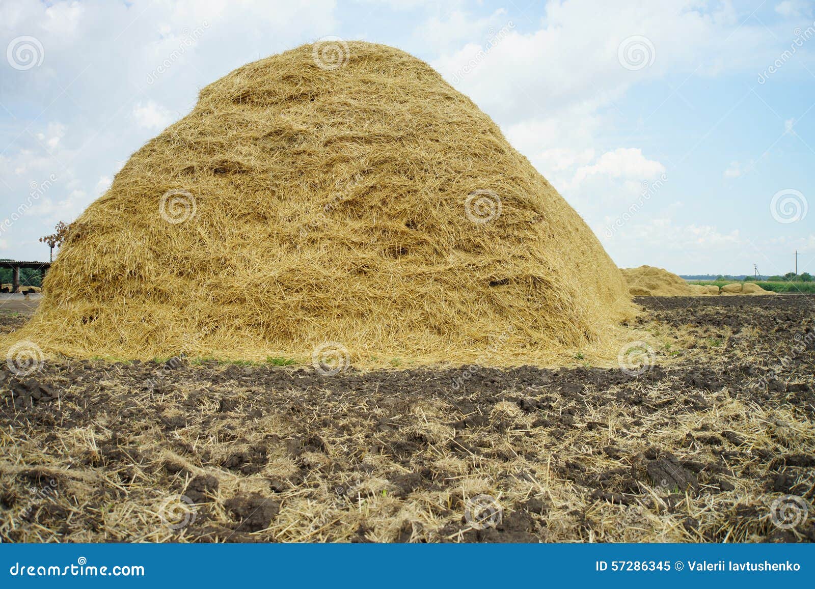 Straw grain field stock image. Image of seed, nature - 57286345