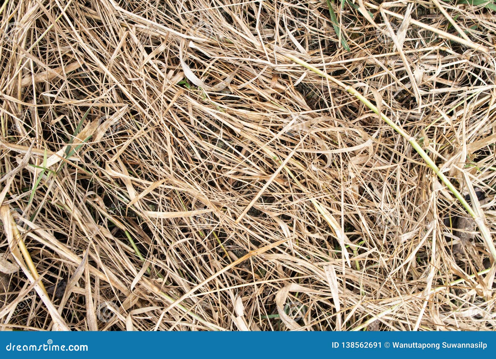 Straw on the ground stock image. Image of agricultural - 138562691