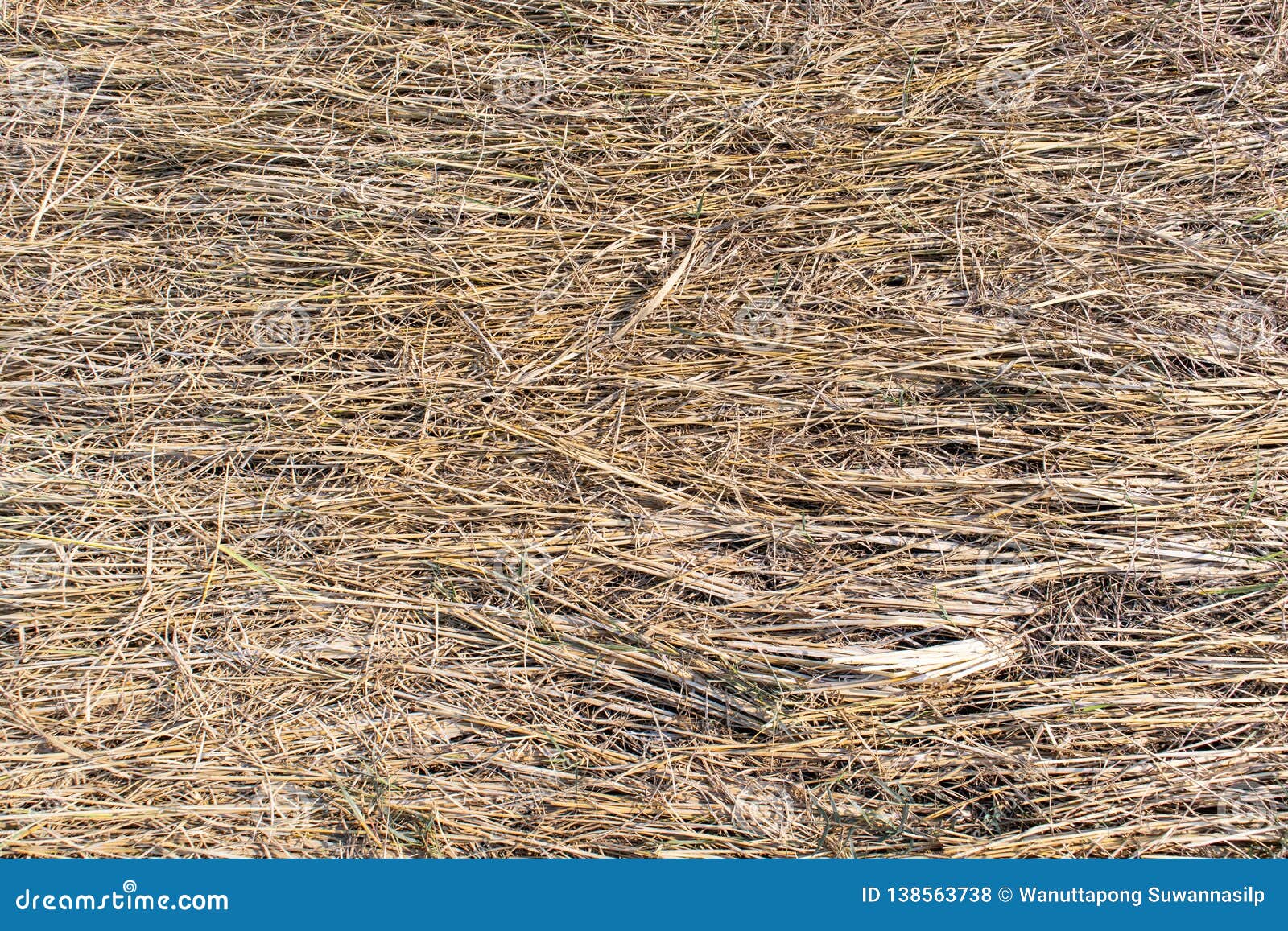 Straw on the ground stock photo. Image of food, haystack - 138563738