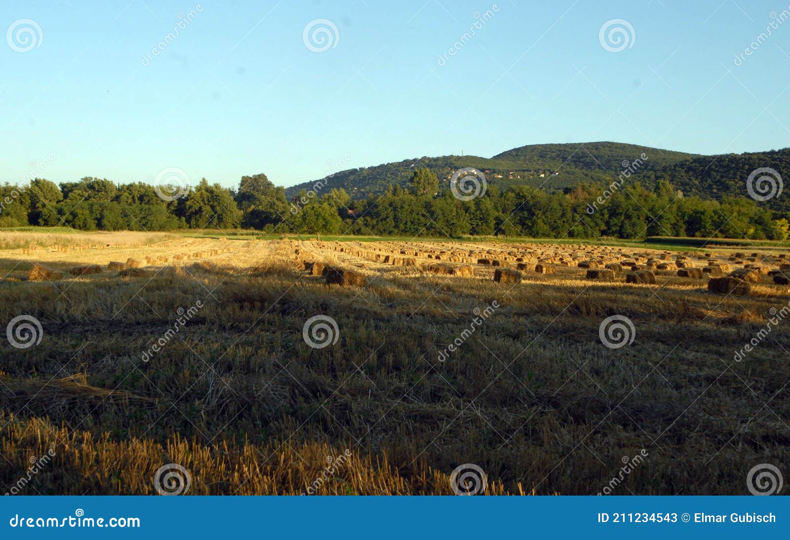 Straw harvest on the field stock image. Image of arable - 211234543