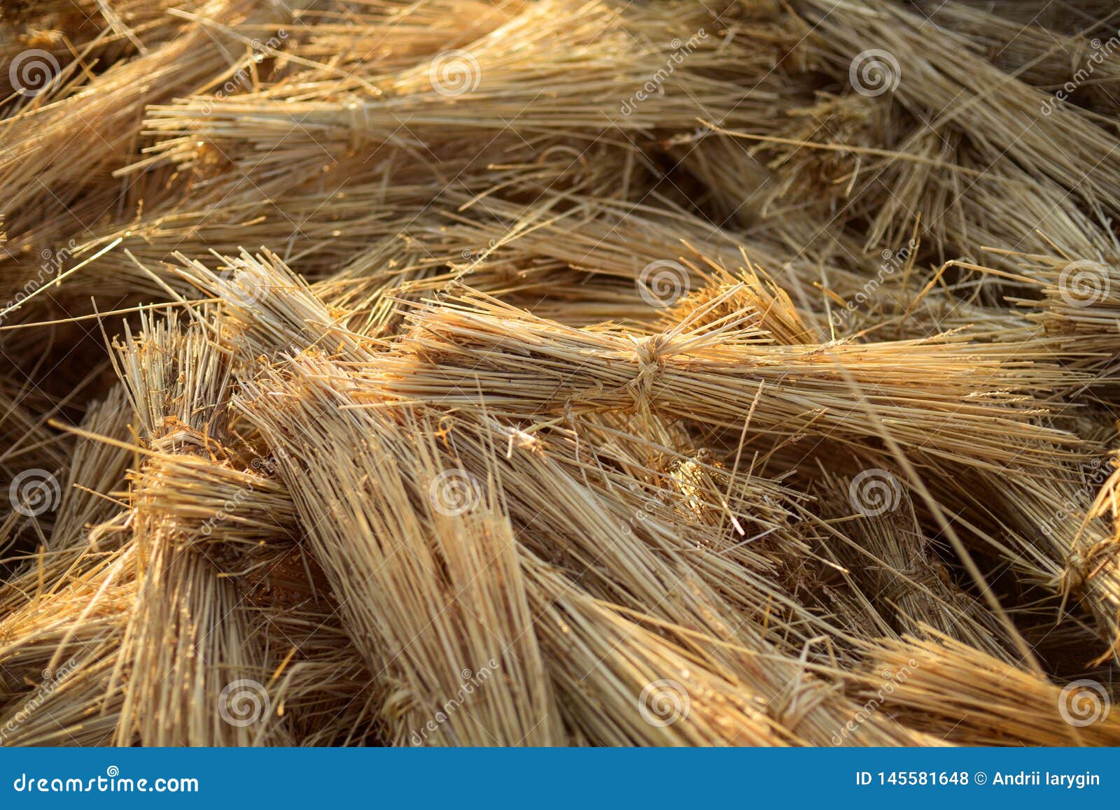 Straw Hay Dry Yellow Natural Stack Wheat Plant Stock Photo - Image of ...