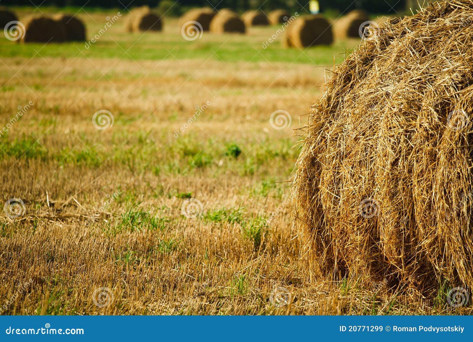 Straw Haystacks on the Field Stock Image - Image of england, combine ...