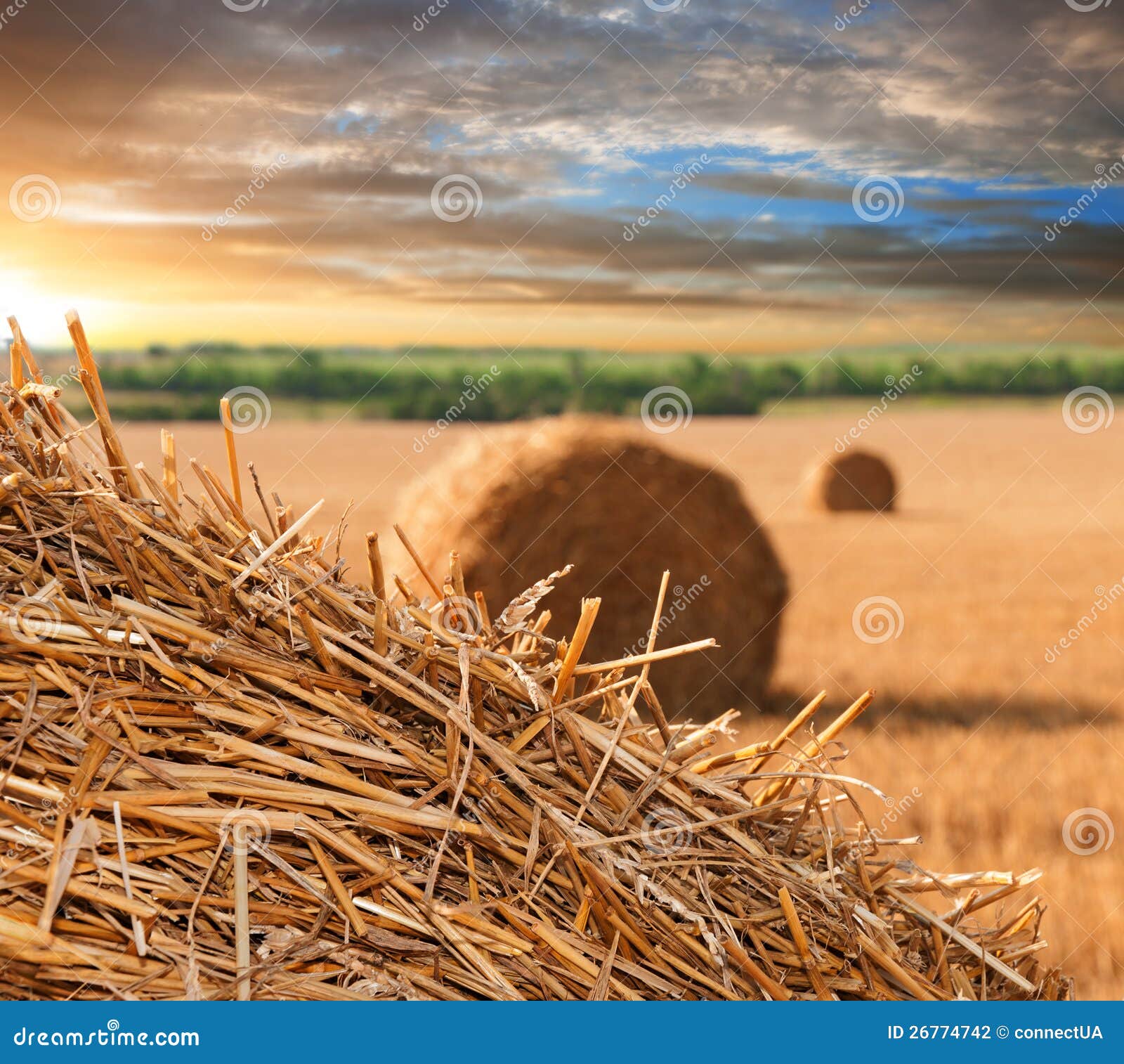 Straw Haystacks on the Grain Field Stock Photo - Image of hayrick ...