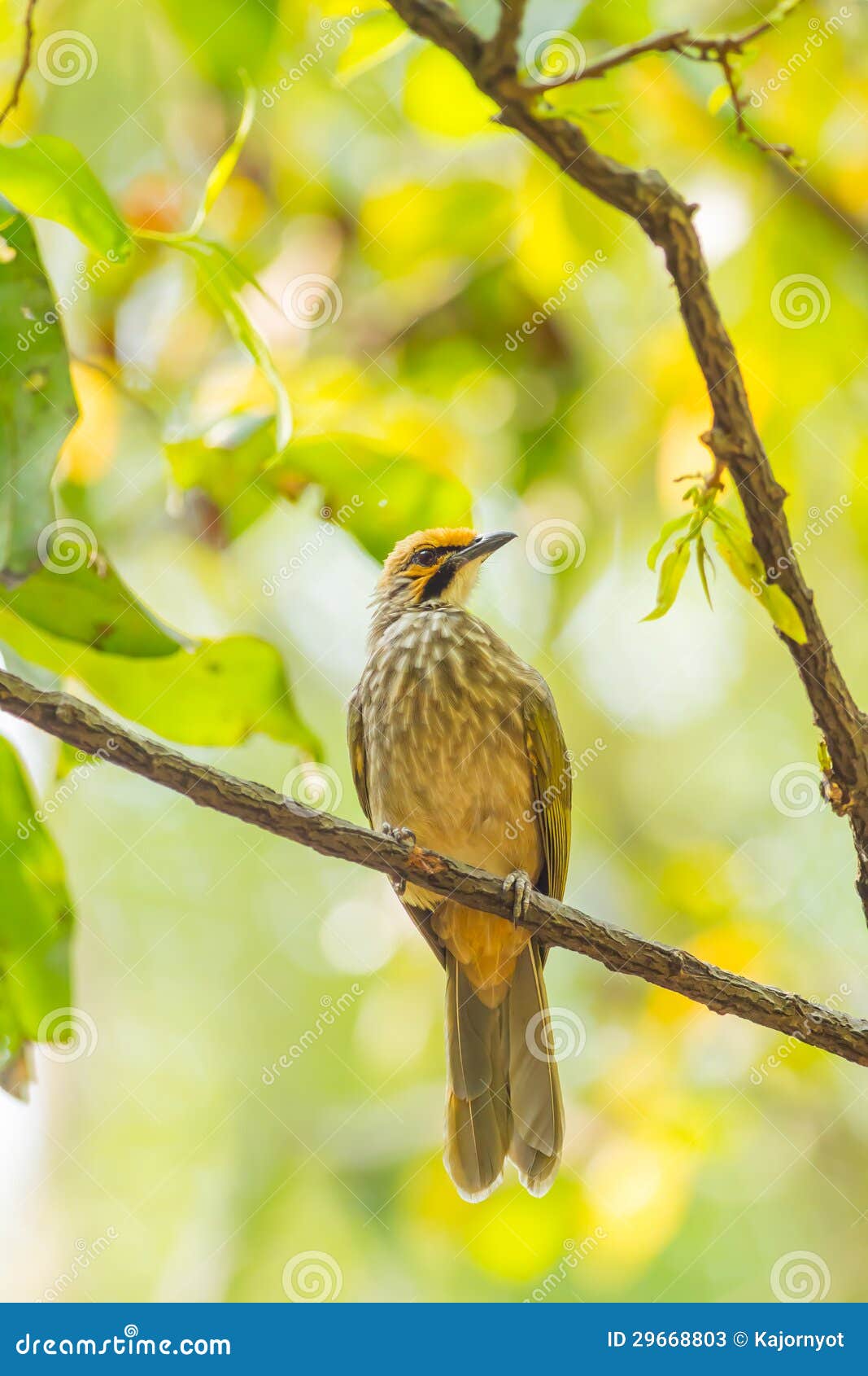 Straw-headed Bulbul - Pycnonotus Zeylanicus Songbird In The Bulbul ...