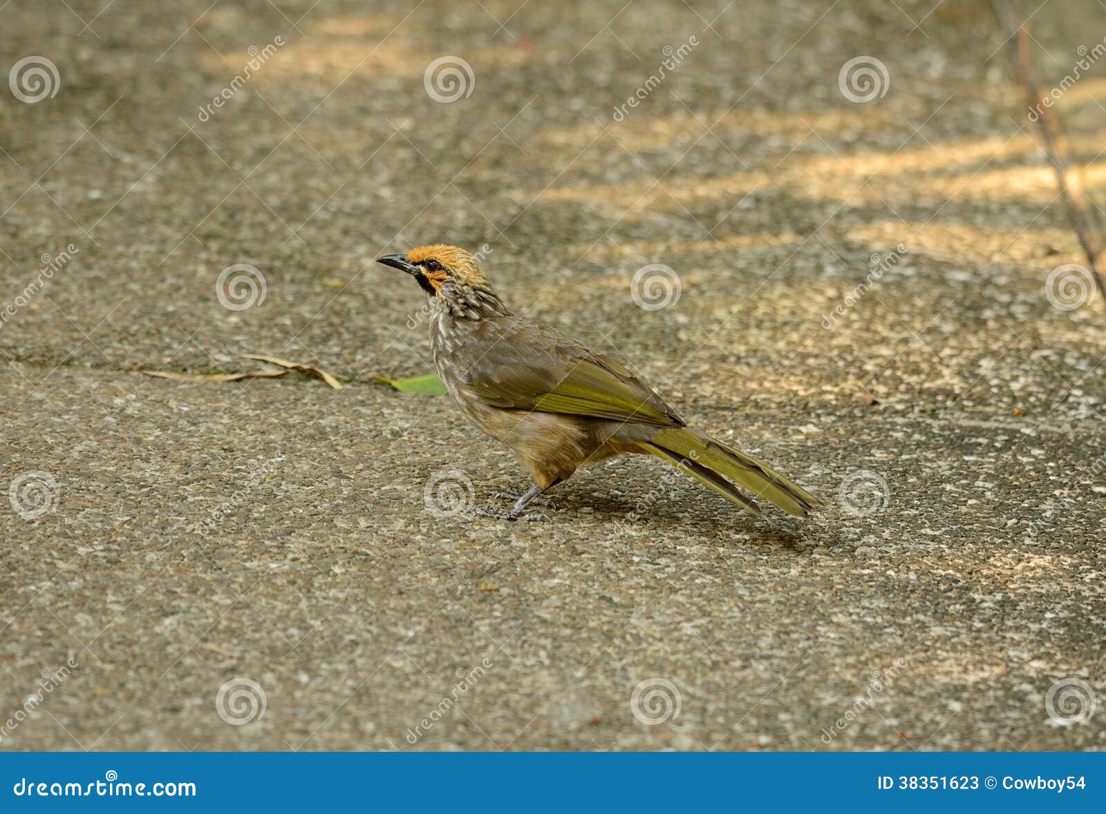 Straw-headed Bulbul (Pycnonotus Zeylanicus) Stock Image - Image of ...