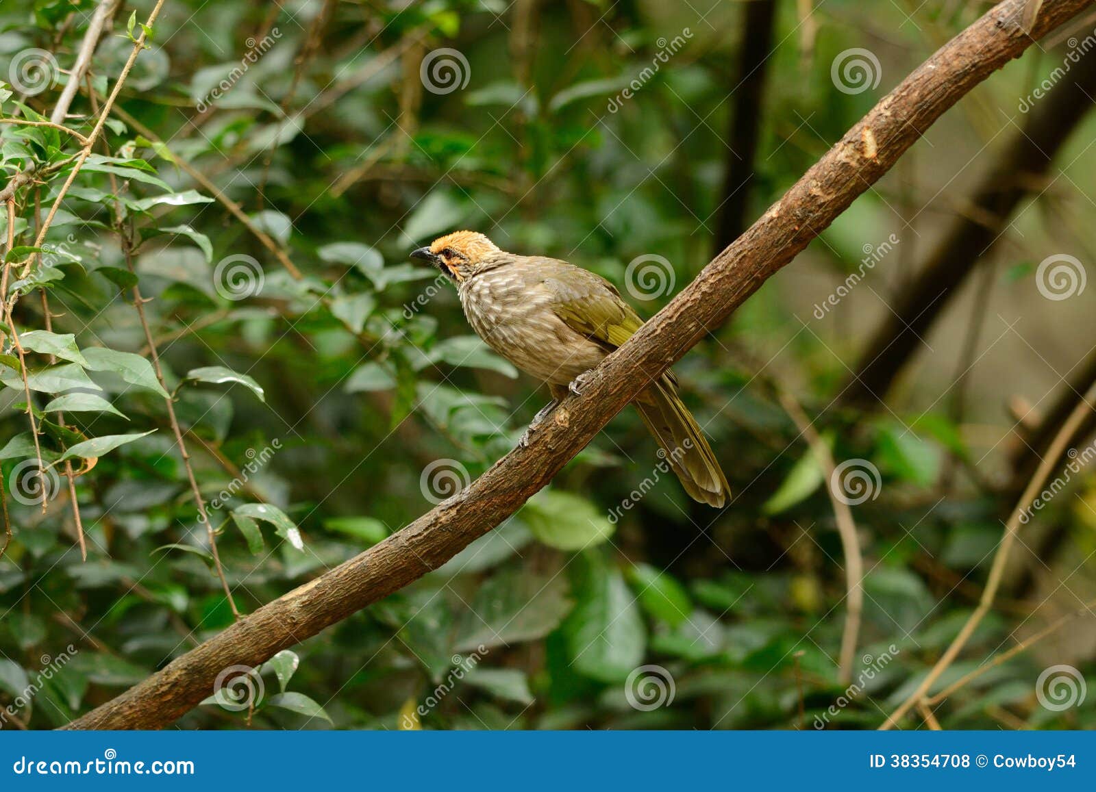 Straw-headed Bulbul (Pycnonotus Zeylanicus) Stock Photo - Image of asia ...
