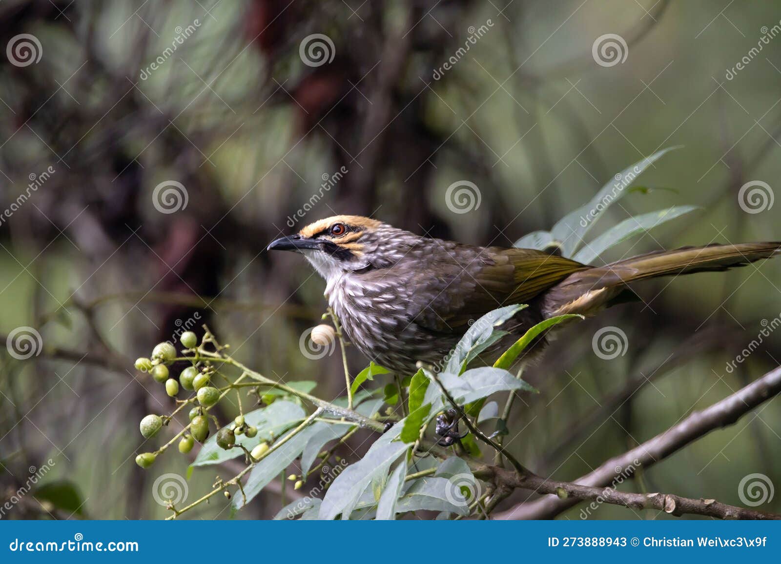 Straw Headed Bulbul, Pycnonotus Zeylanicus Stock Image - Image of ...